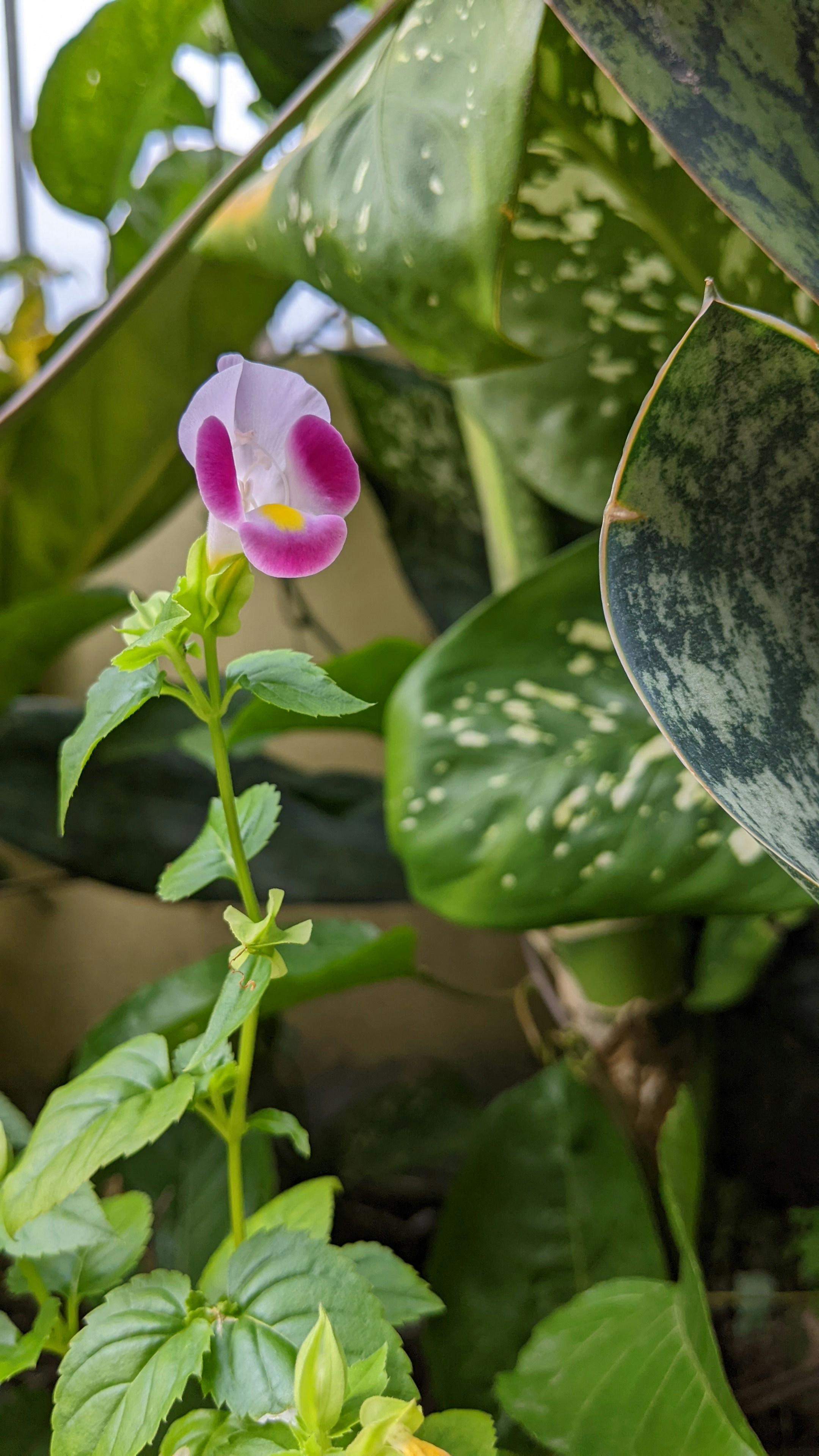 Purple and yellow flower emerging from lush green leaves in a garden setting.