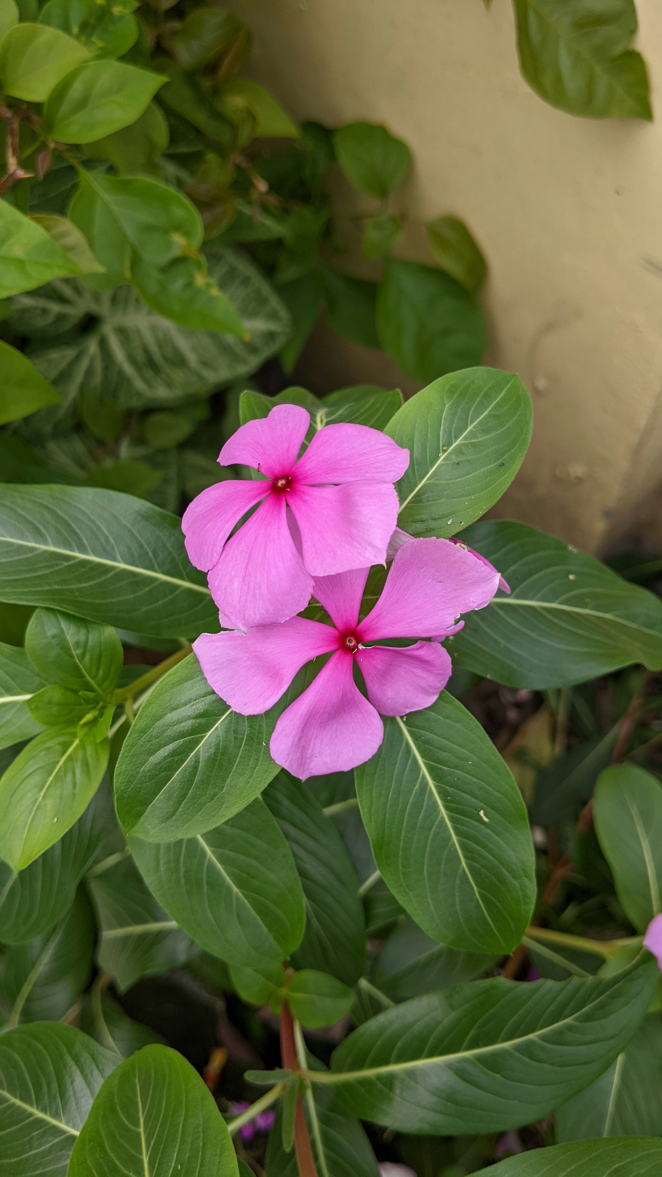 A group of flowers on a plant photo – Free Koto tangah Image on Unsplash