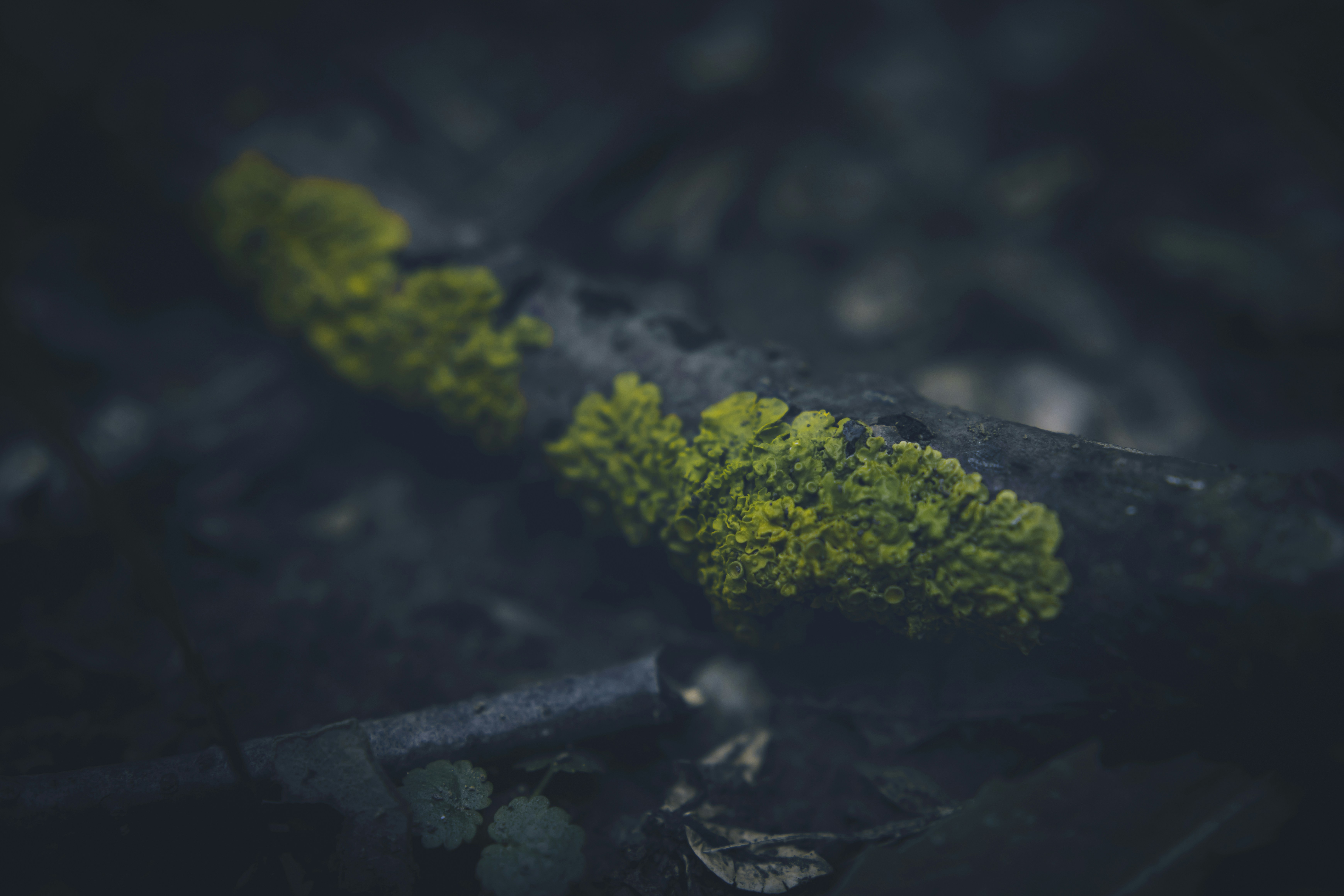 Luminous Elkawn on a Moonlit Forest Floor