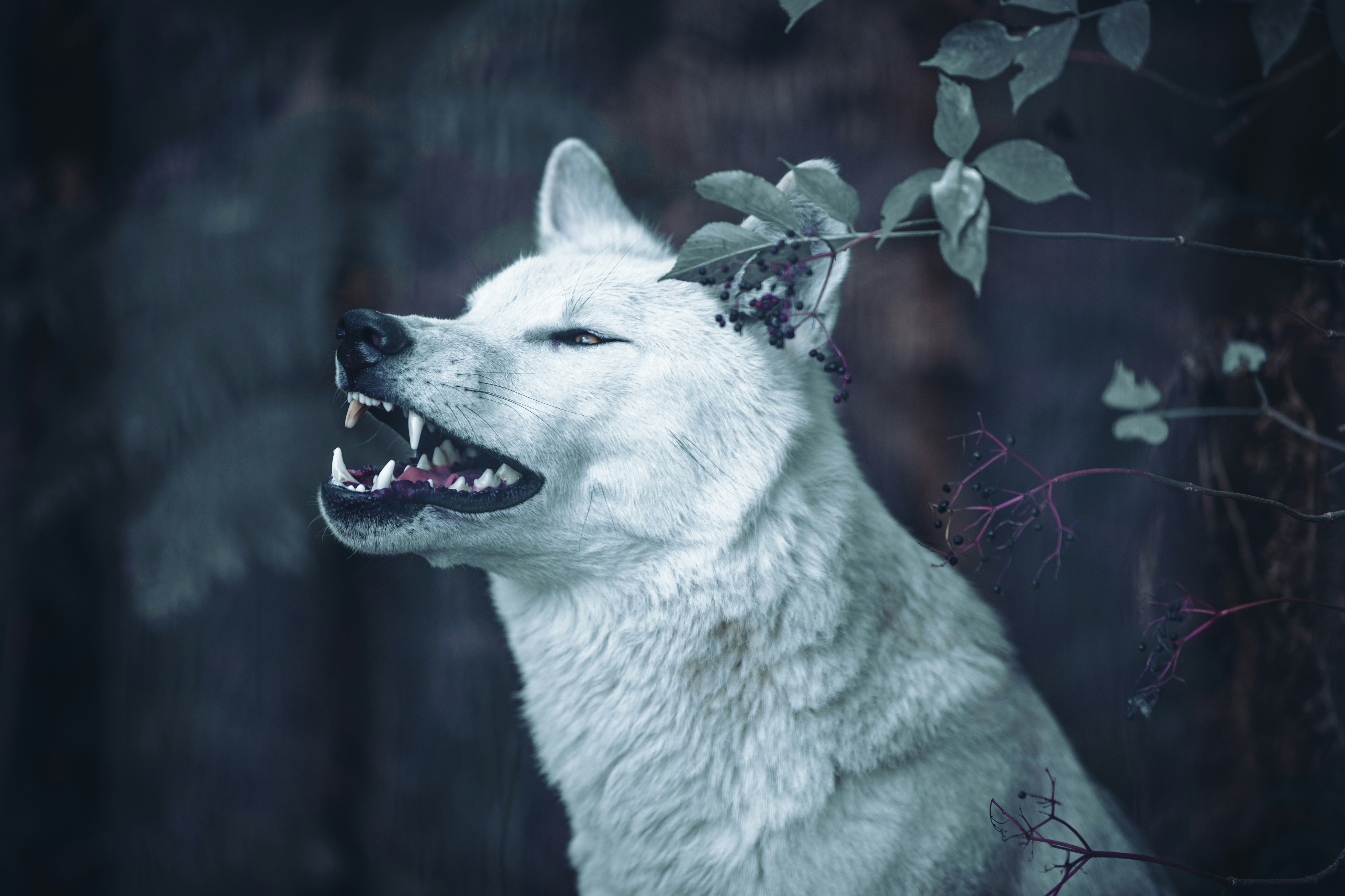 A fierce white wolf displaying its teeth amidst a shadowy forest backdrop, capturing the essence of wilderness. The image highlights the wolf's intense expression and natural habitat.