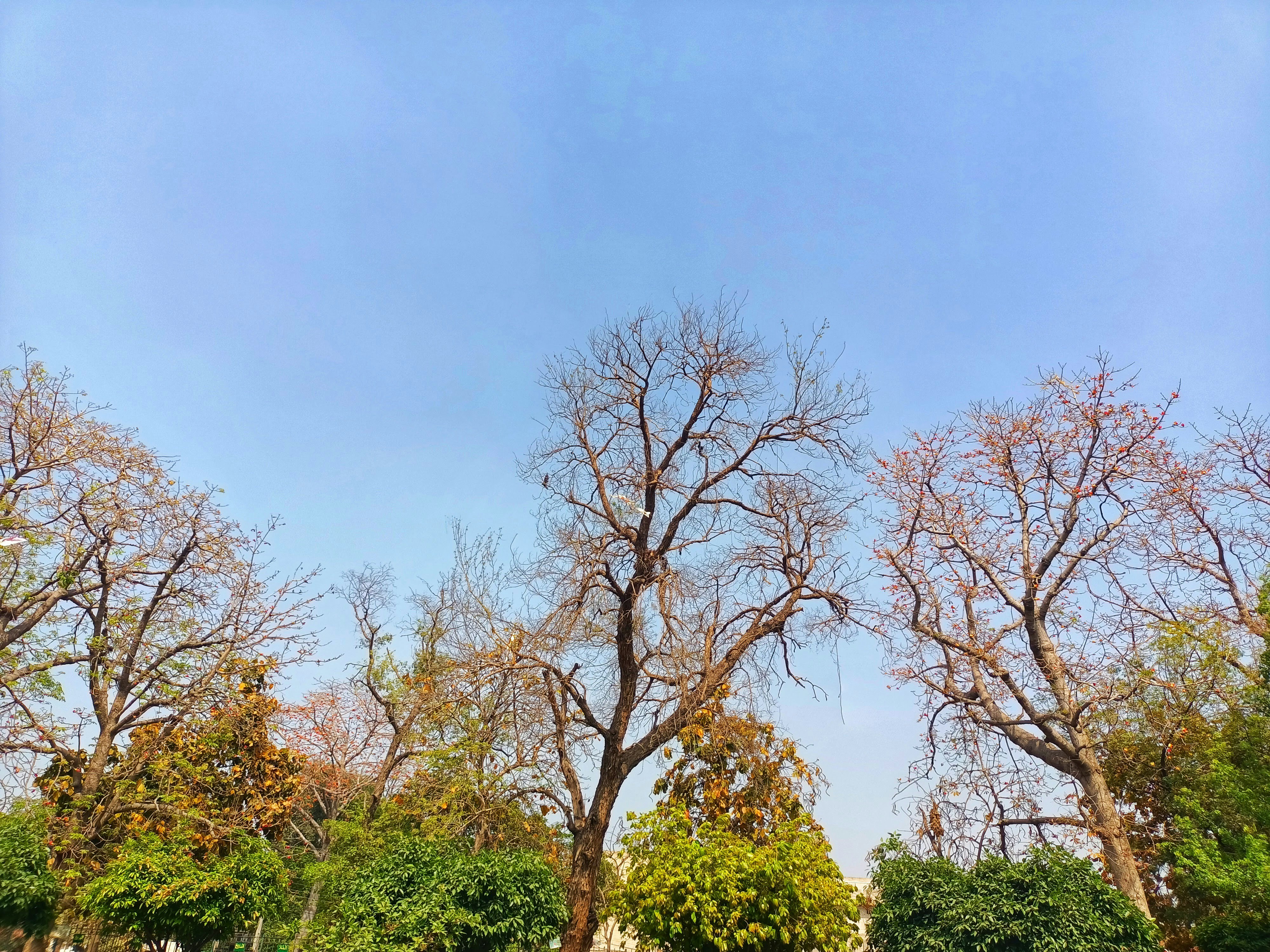 Leafless Centerpiece Above a Green Canopy
