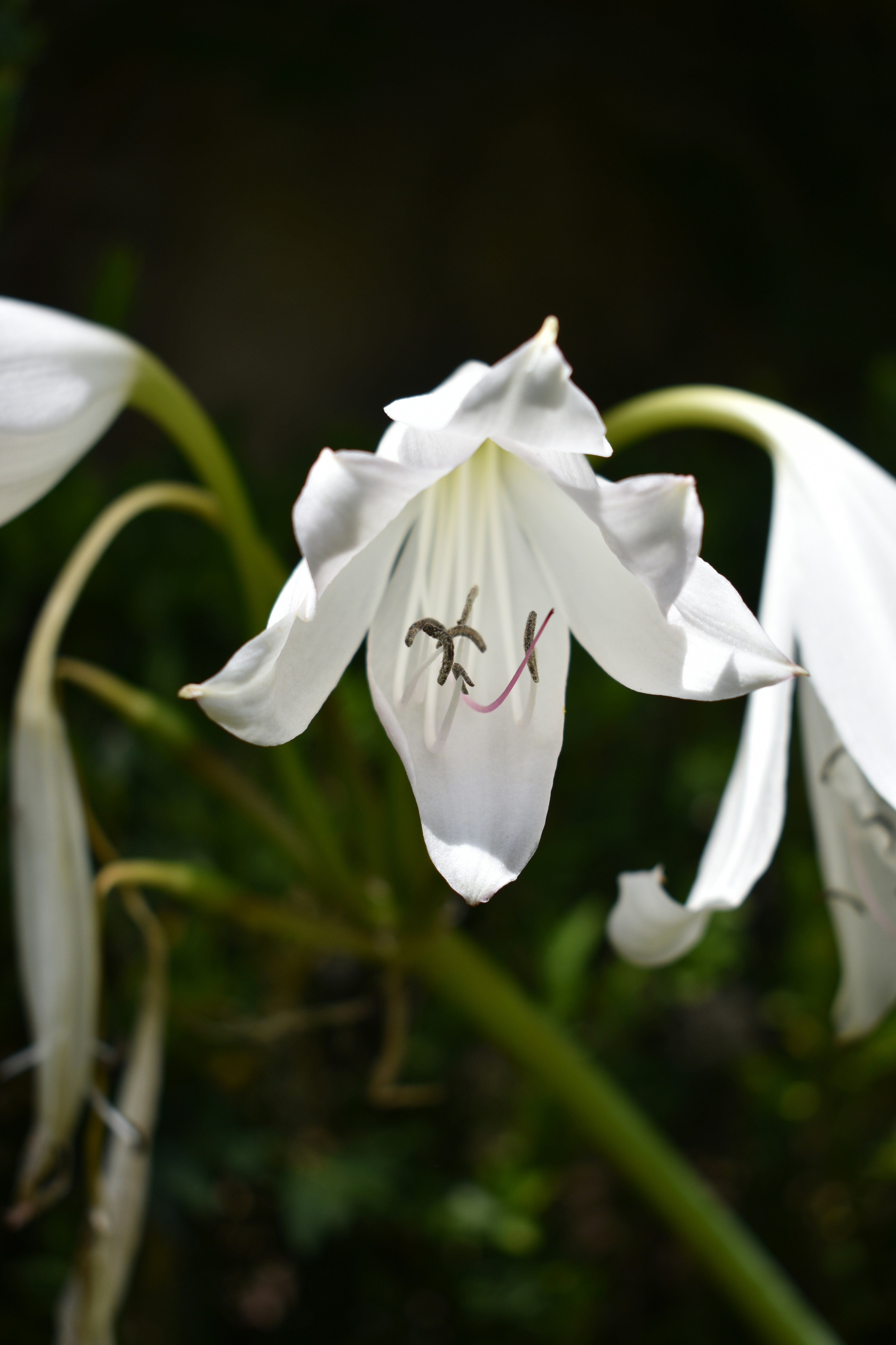 White Lily in Focus: A Close-Up of Delicate Petals Against a Shadowed Backdrop