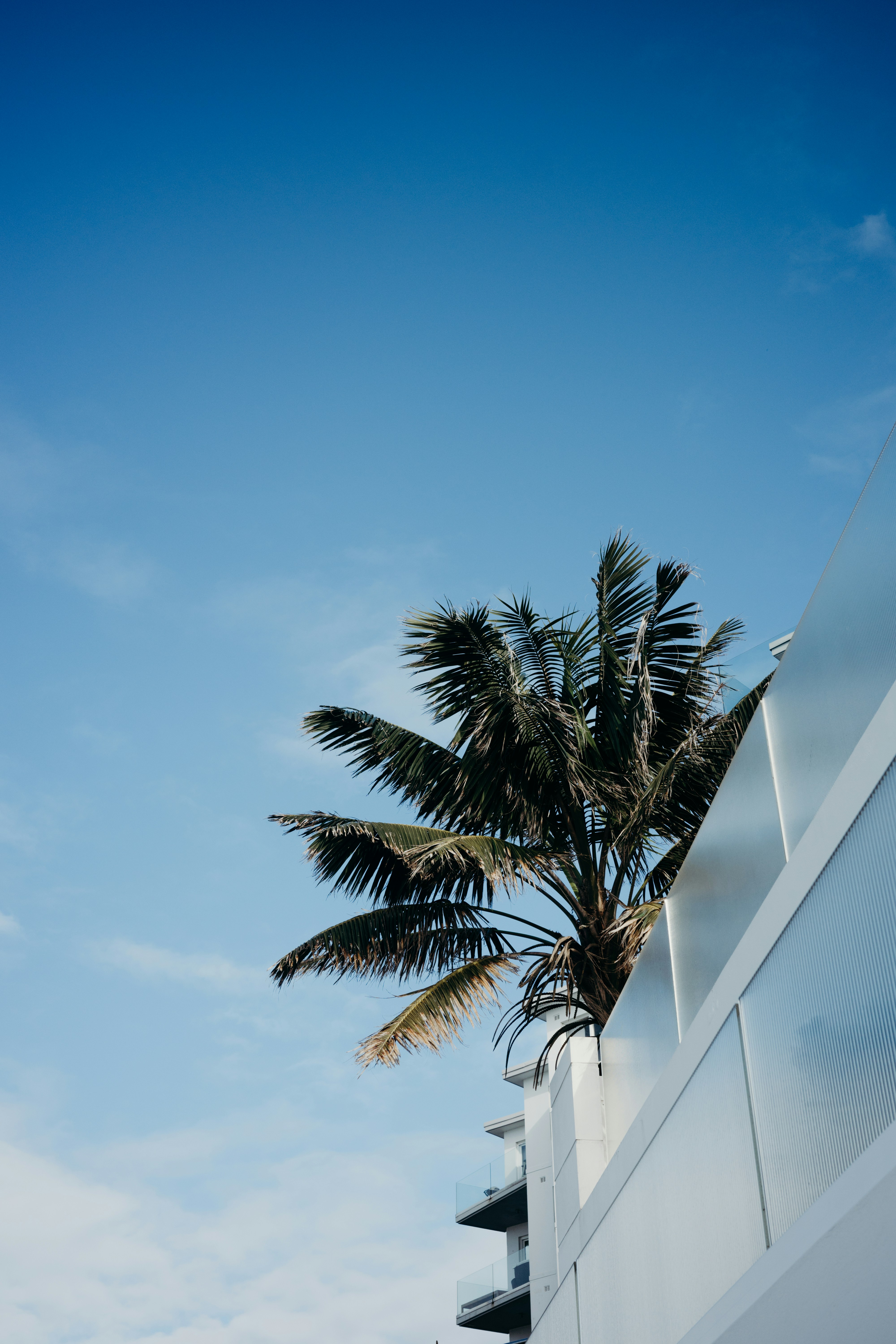 Palm Against Glass: A Coastal Skyline Study