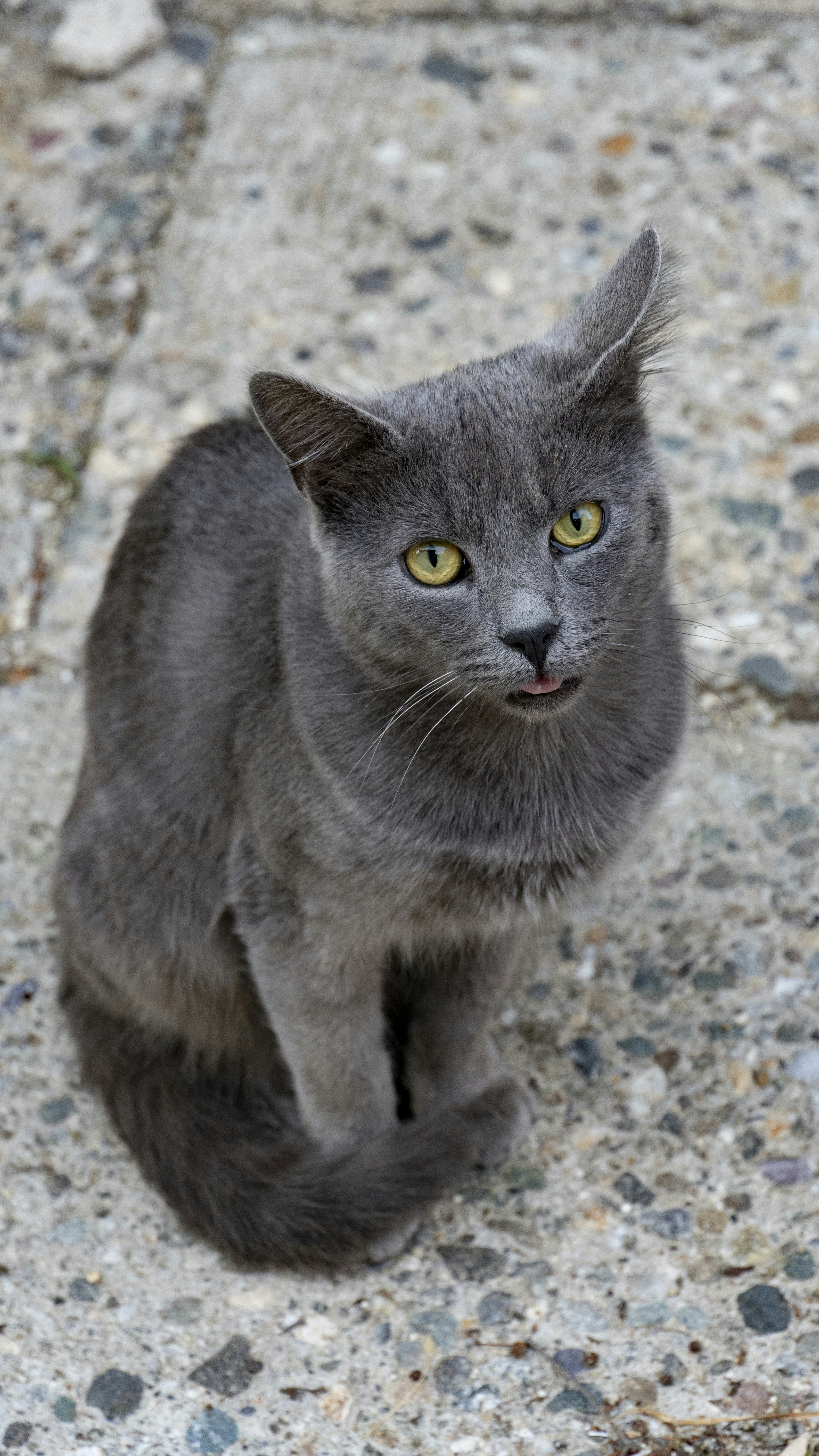 Gaze on Pebbles: A Gray Cat's Alert