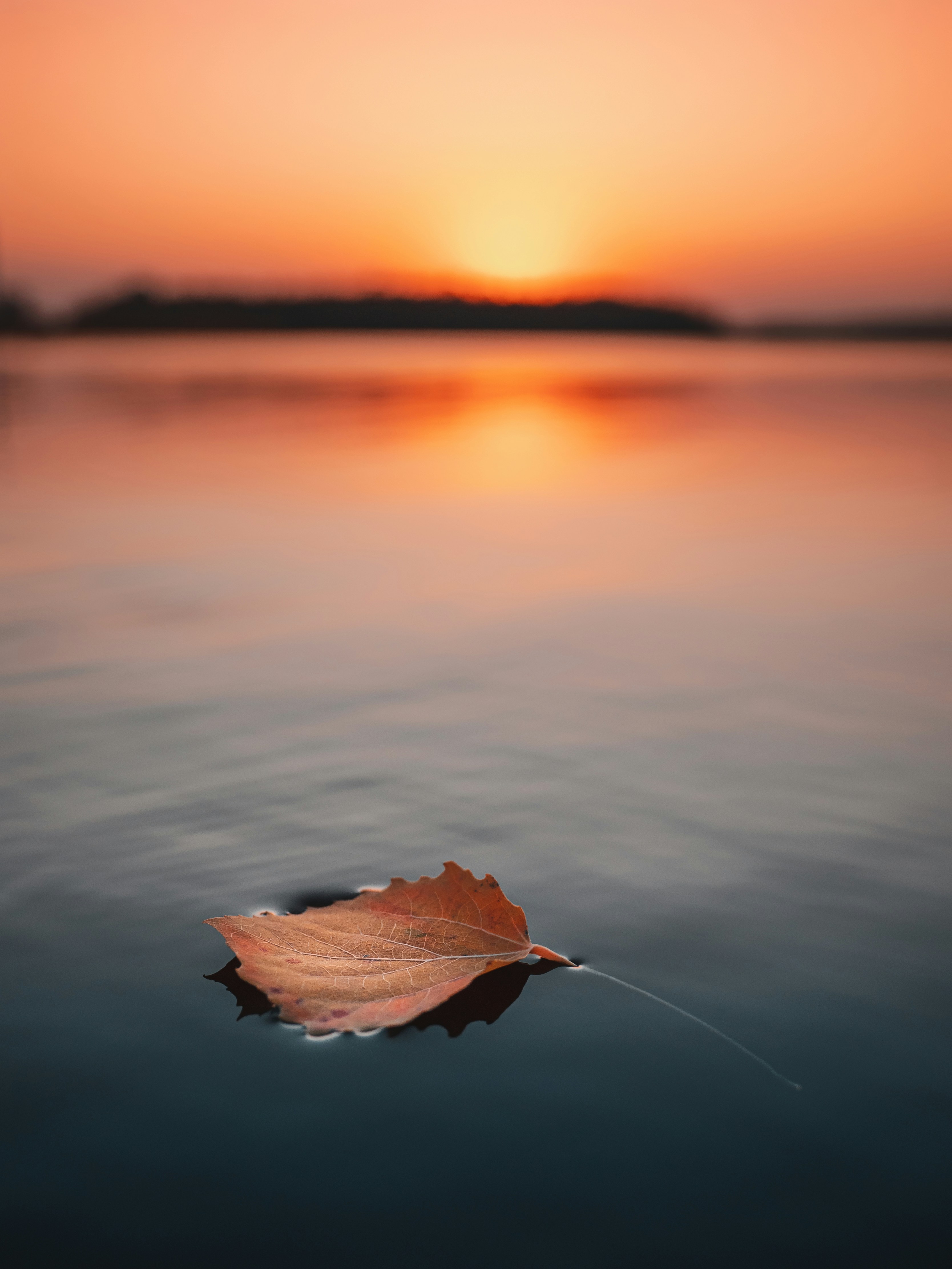 A solitary autumn leaf floats on calm water, reflecting the warm hues of a sunset in the background.