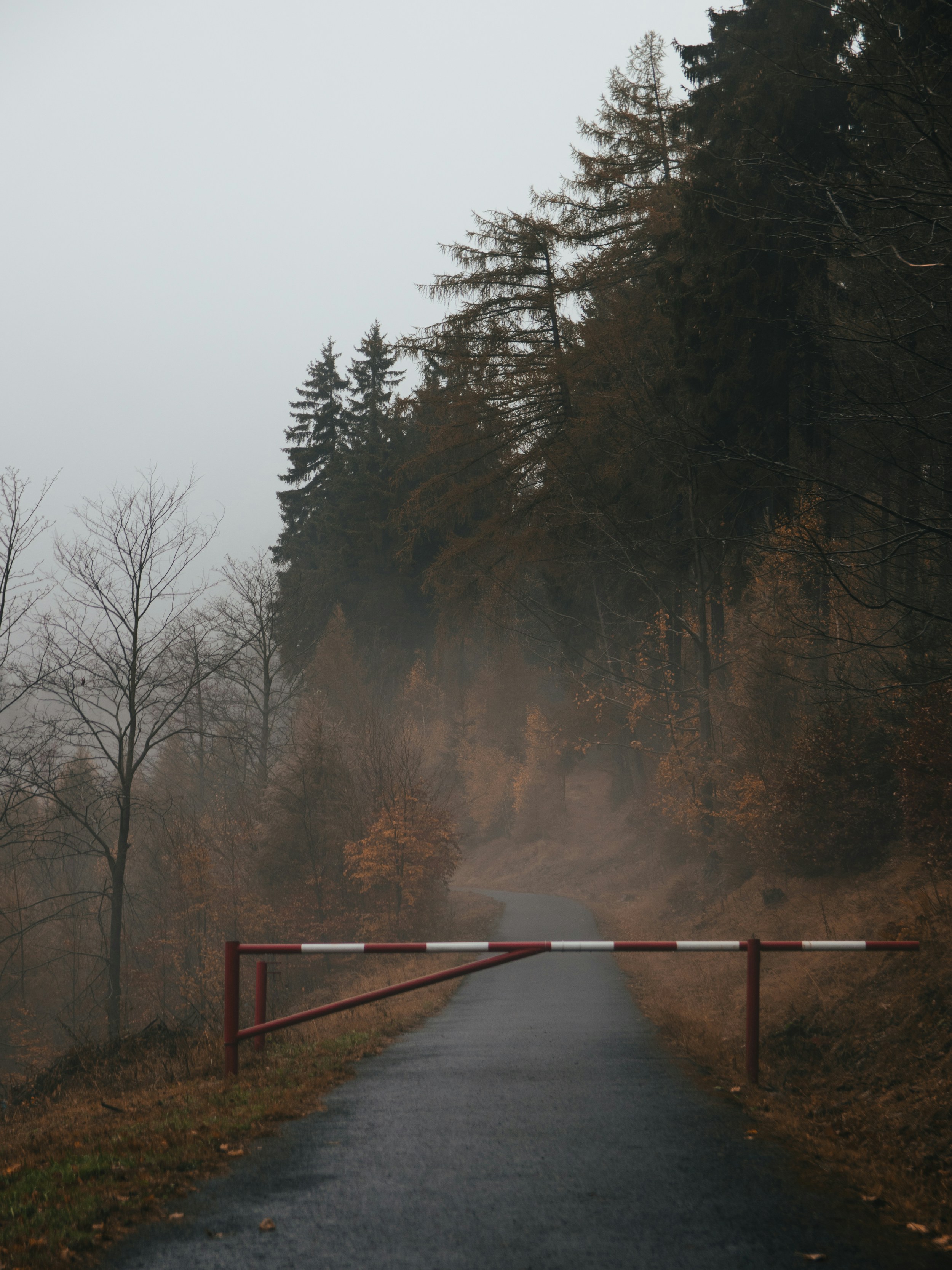 Misty Barrier: A Quiet Forest Road Wrapped in Fog