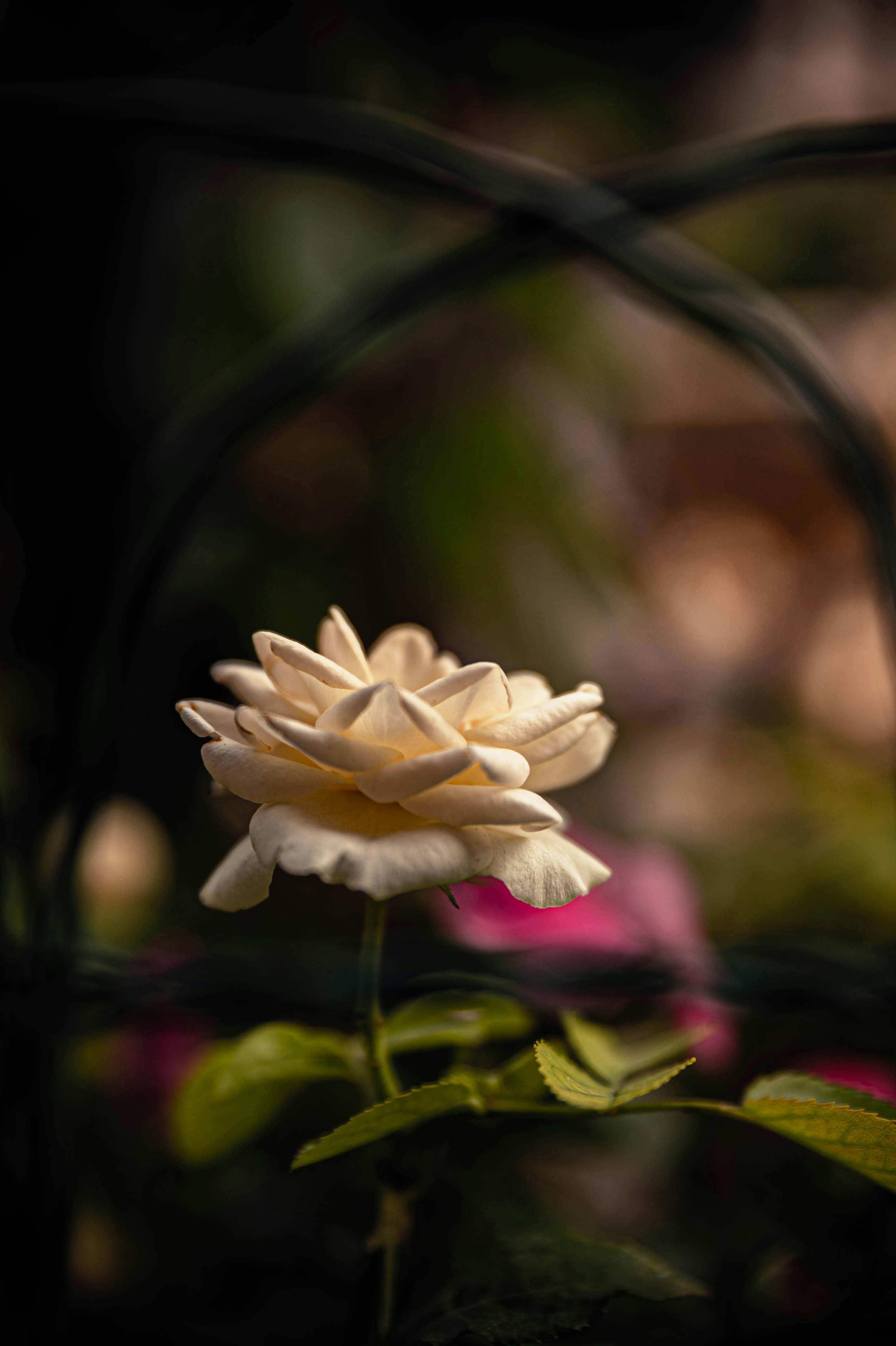 Petal Crown in a Gentle Spotlight