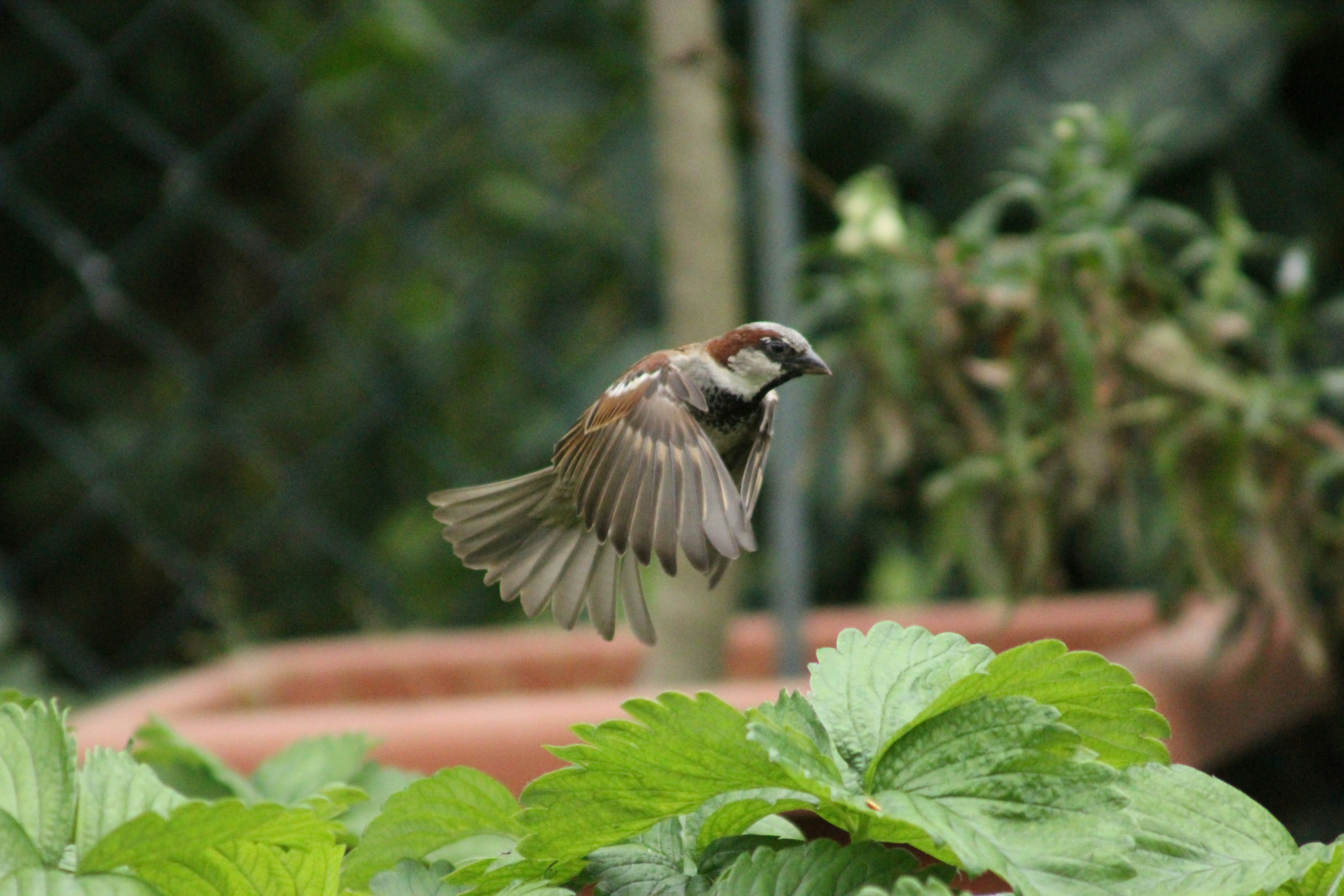 A sparrow flying from left to right with greenery underneath.