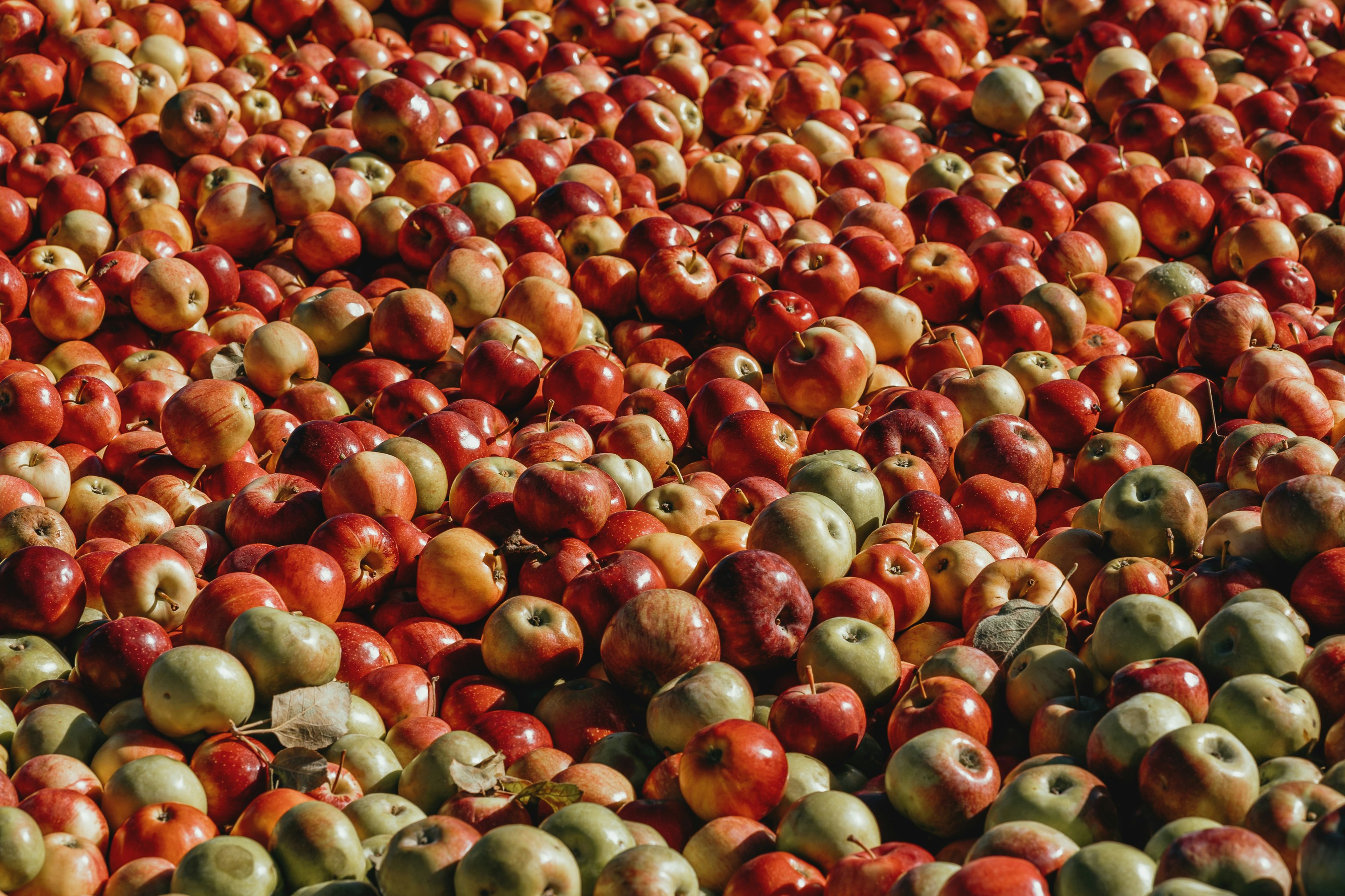 A pile of red and green apples photo – Free Long eddy Image on Unsplash