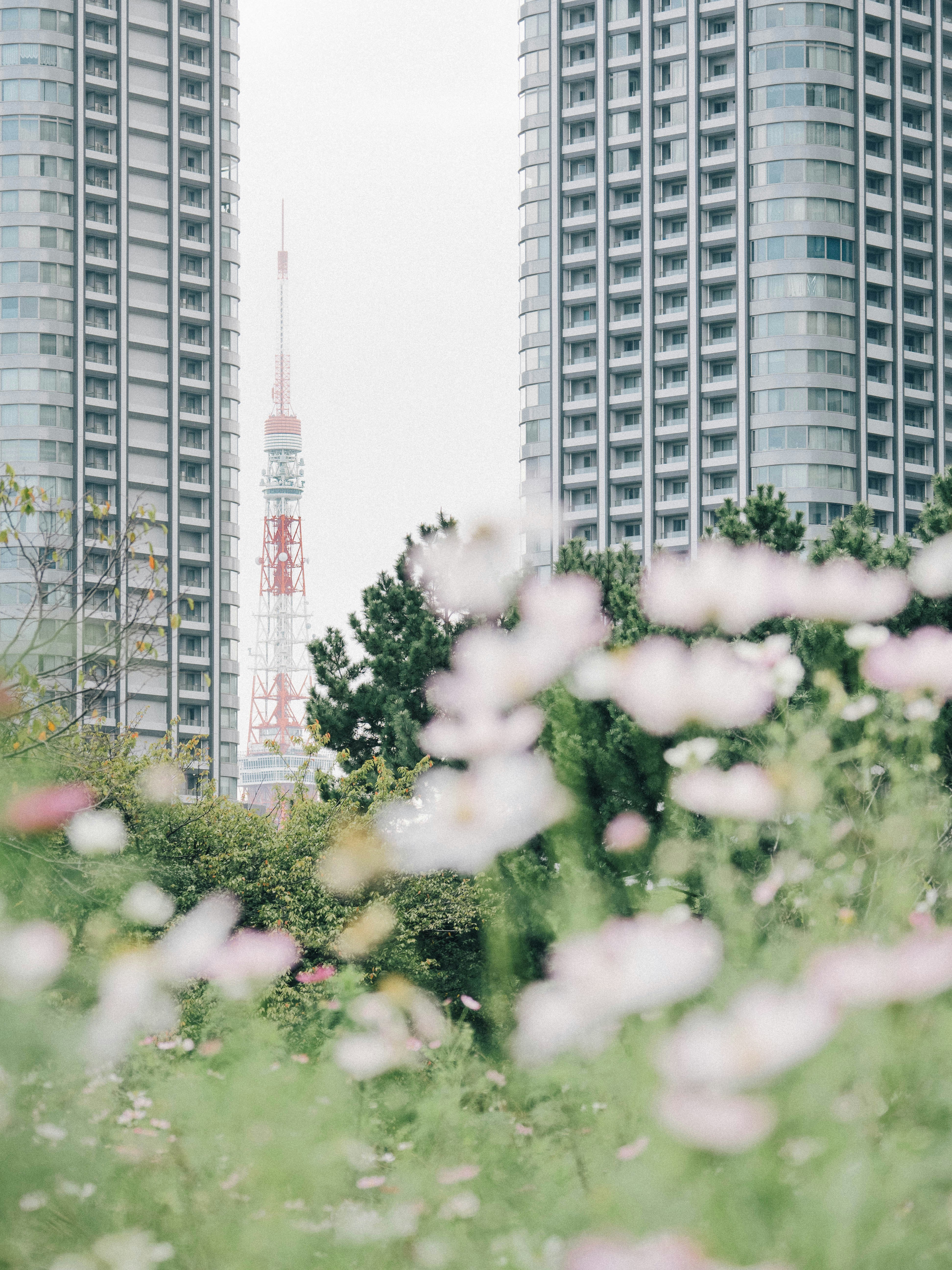 Urban Bloom: Towering Concrete Fragments Behind a Sea of Soft Petals