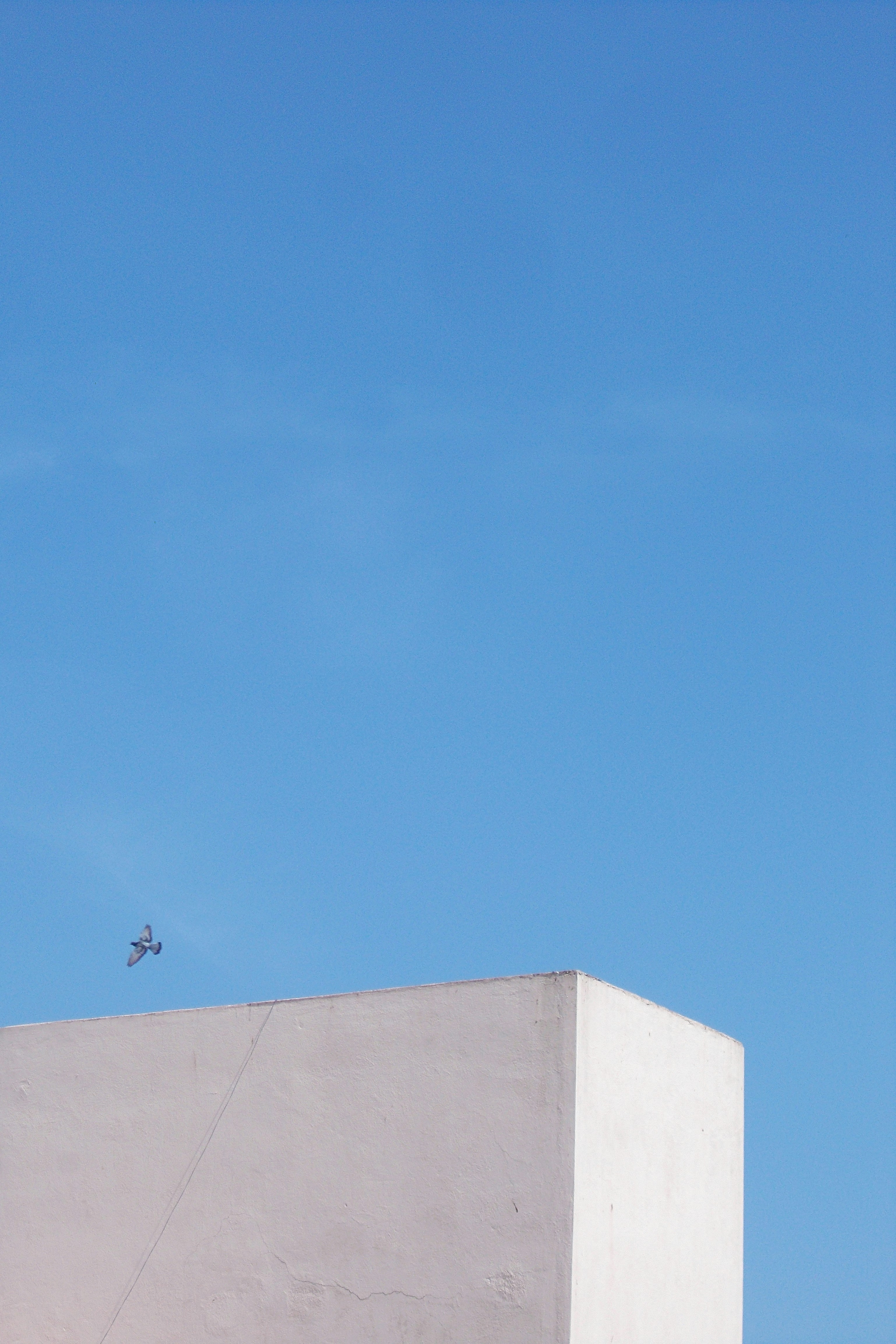 A solitary bird glides gracefully against a clear blue sky, juxtaposed with a stark white structure below.