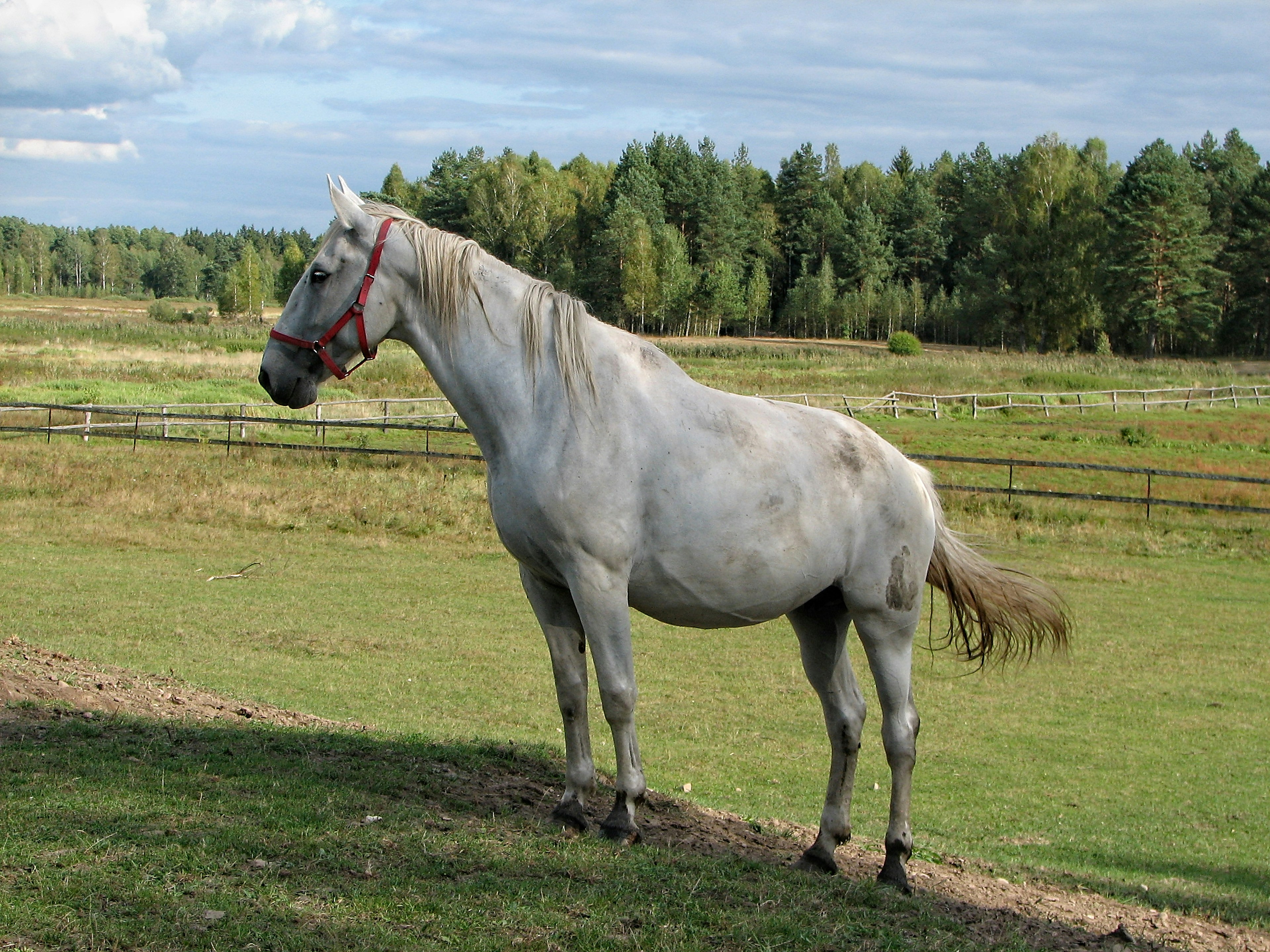 Un caballo parado en un campo foto – Imagen de Animal gratuita en Unsplash