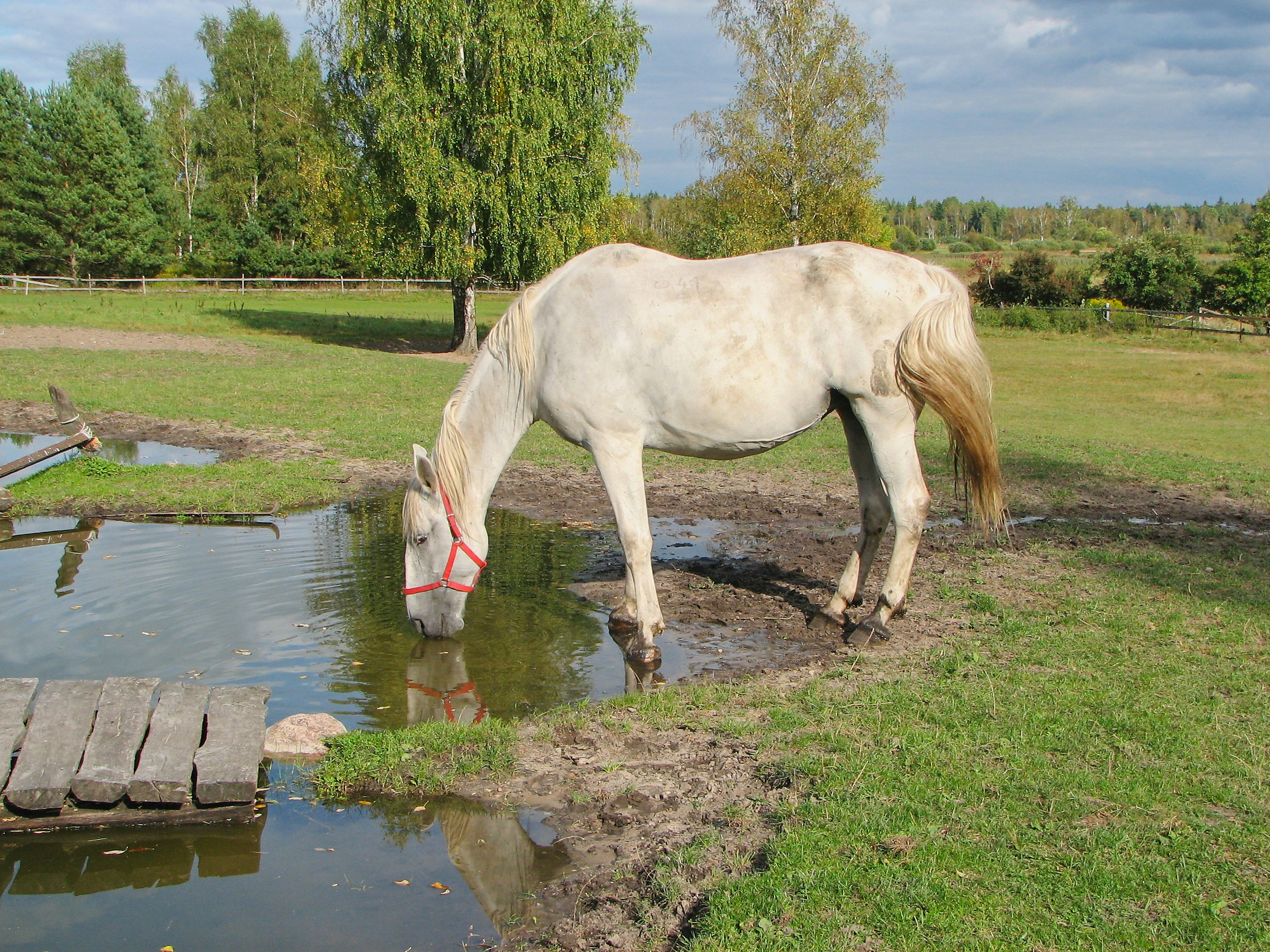 White Horse at the Watering Hole: Quiet Reflection in a Sunlit Pasture