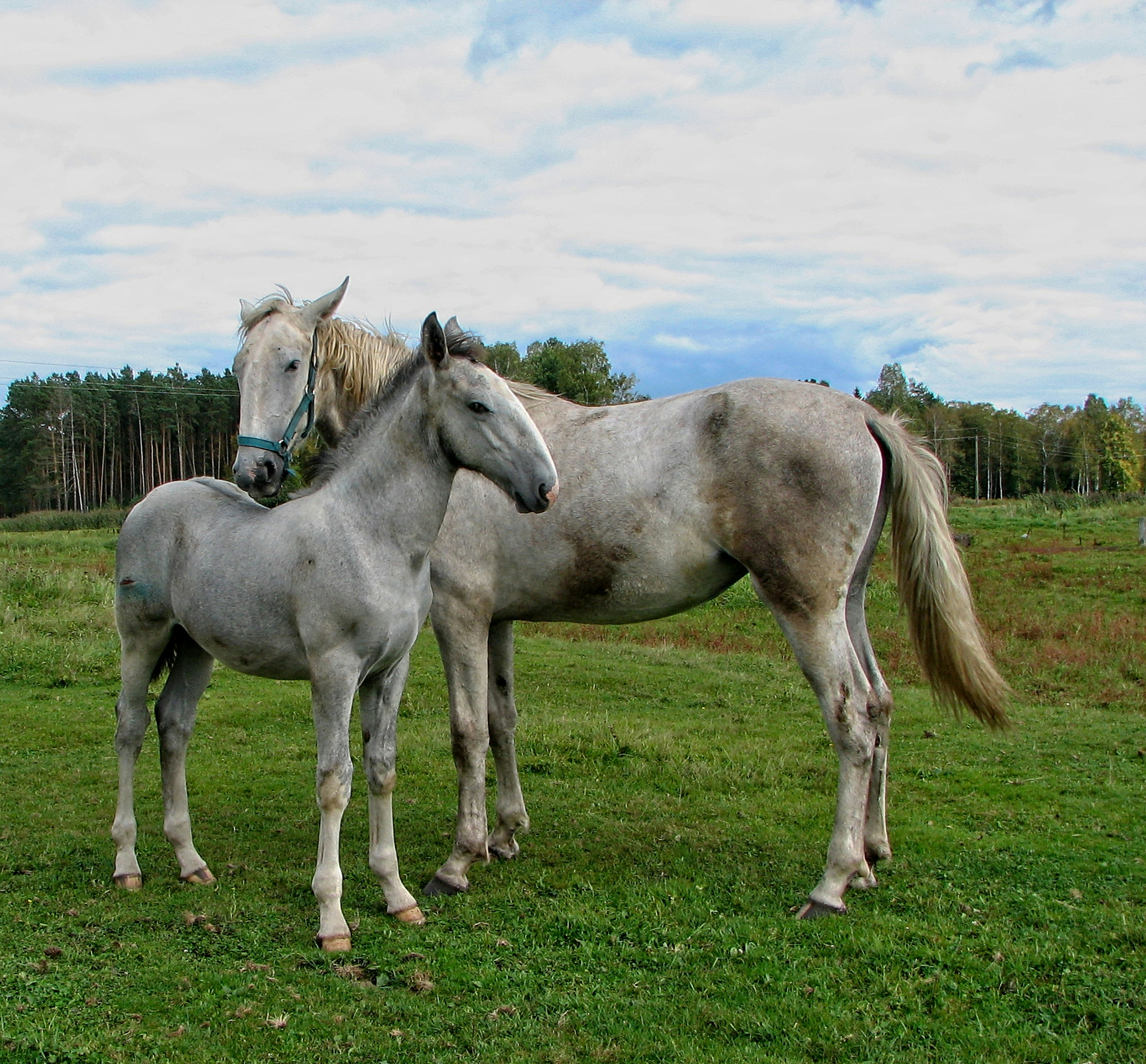 Two gray horses stand close together in a sunlit meadow, their heads touching as they stand among green grass.
