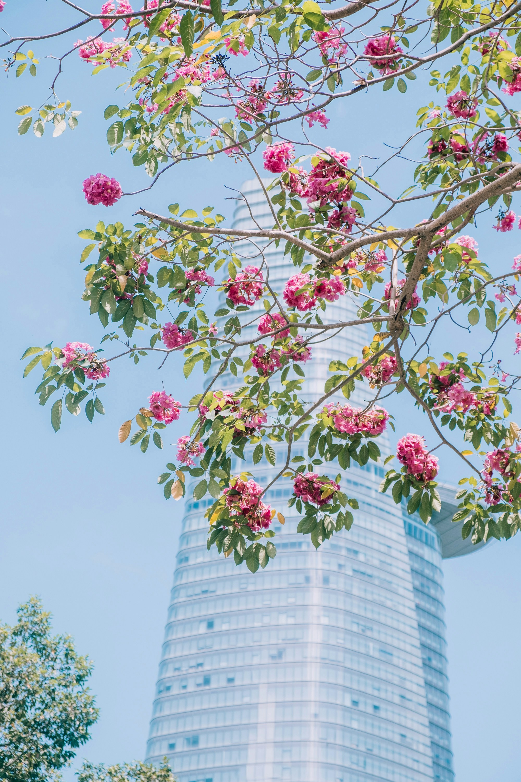 Blossoms Over Glassy Skyline: A Fleeting Moment Above the City