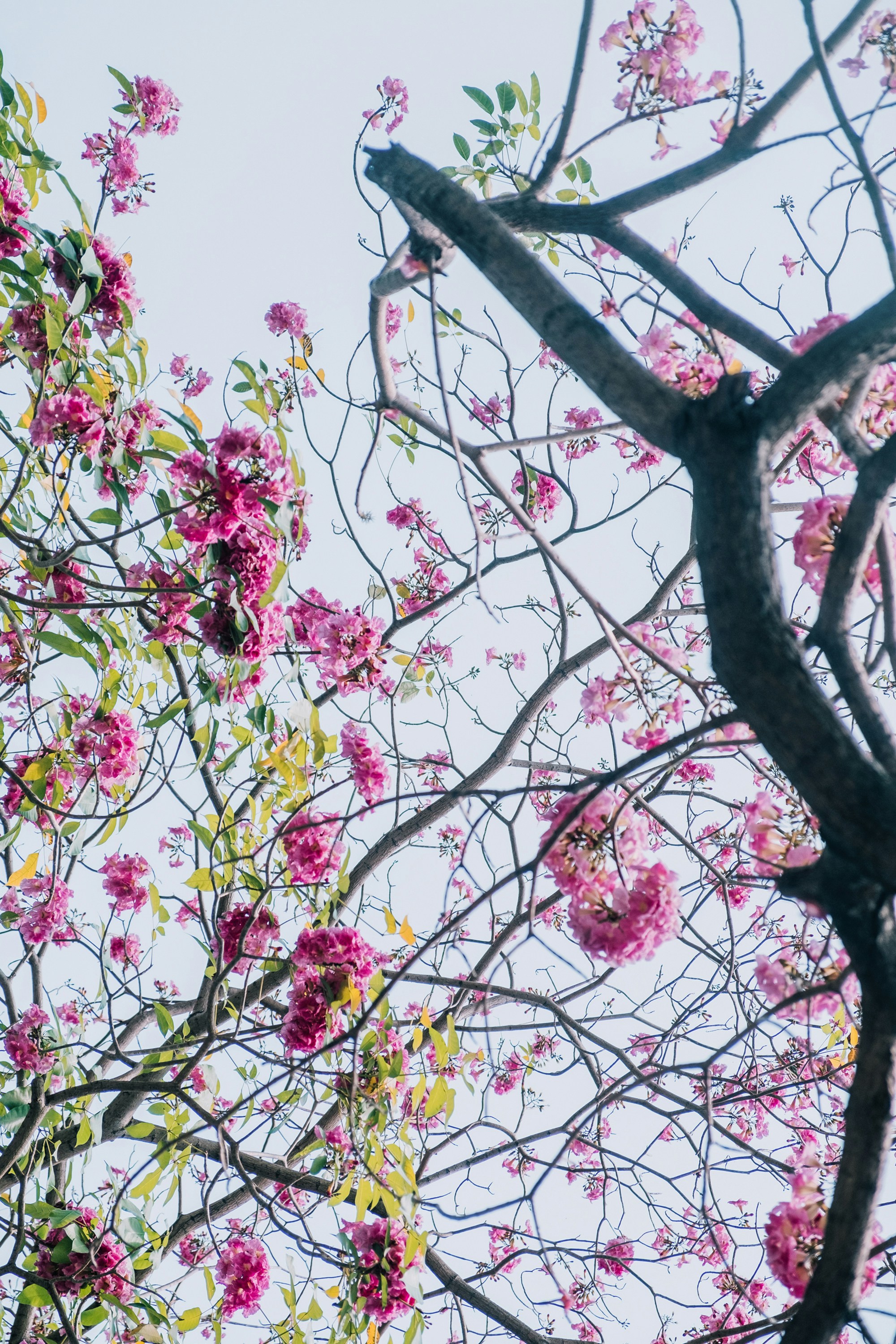 Skyward Pink: A Moment of Blossoms Weaving Through Gnarled Branches