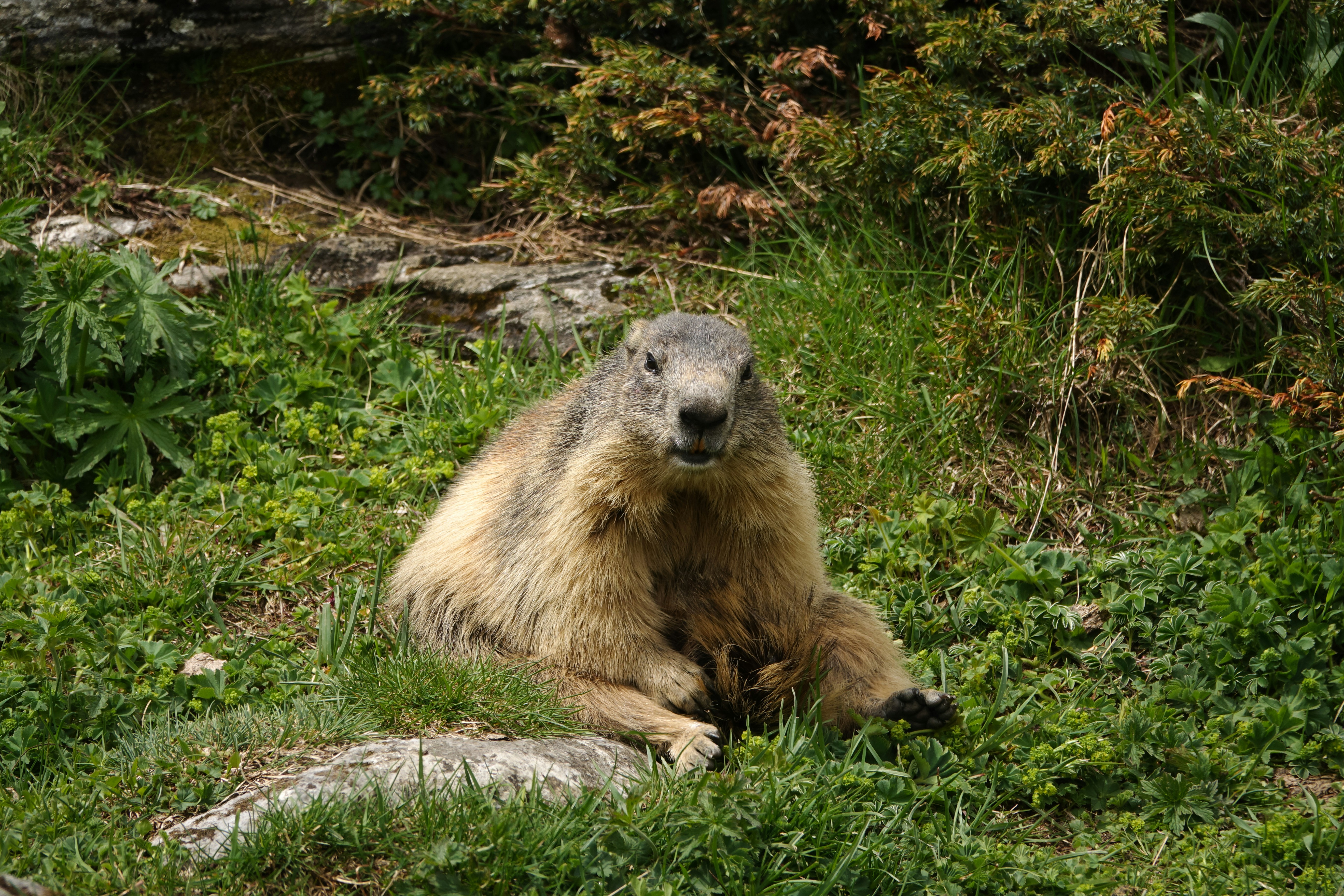 Marmotte
