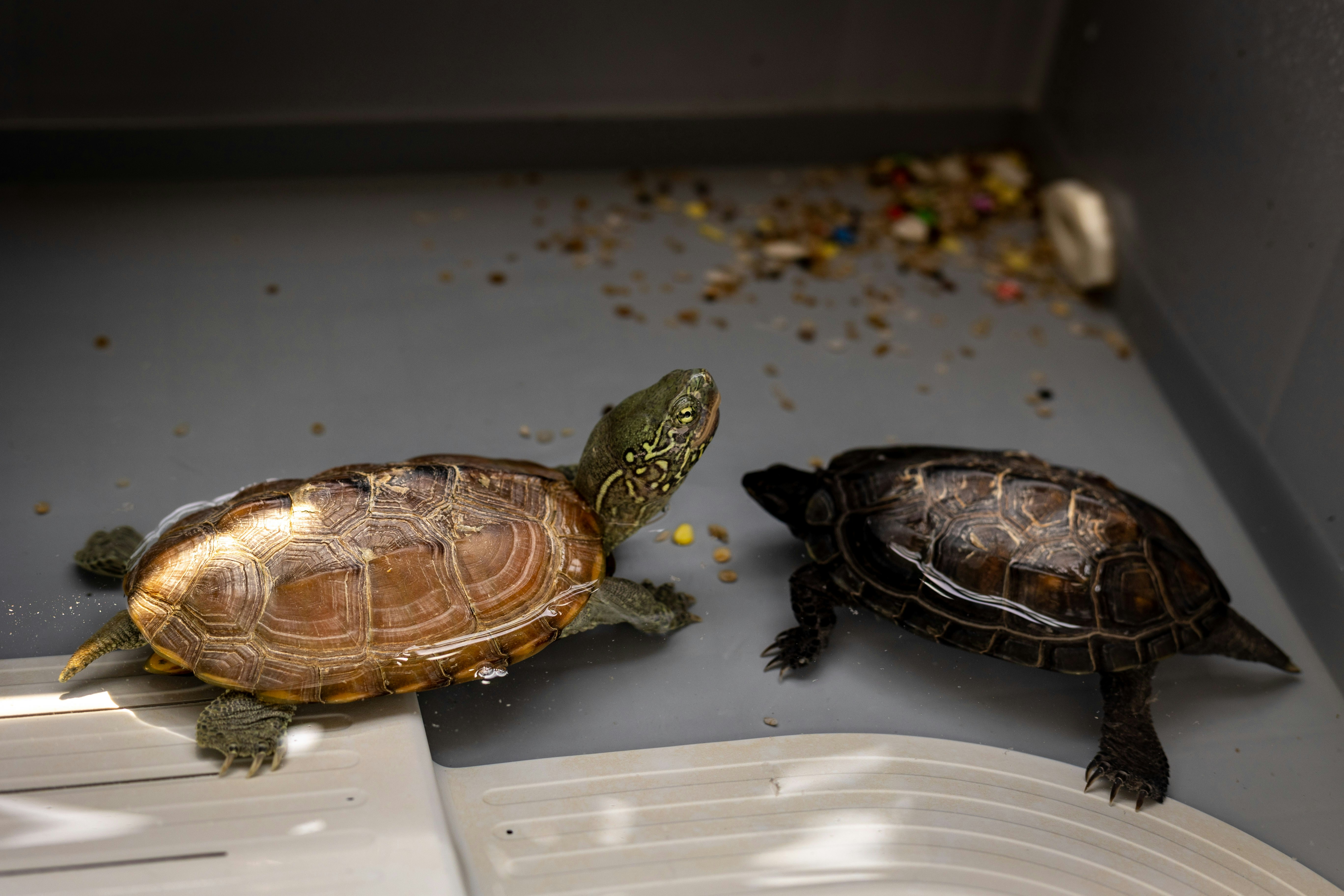 A group of turtles on a table photo – Free Sea life Image on Unsplash