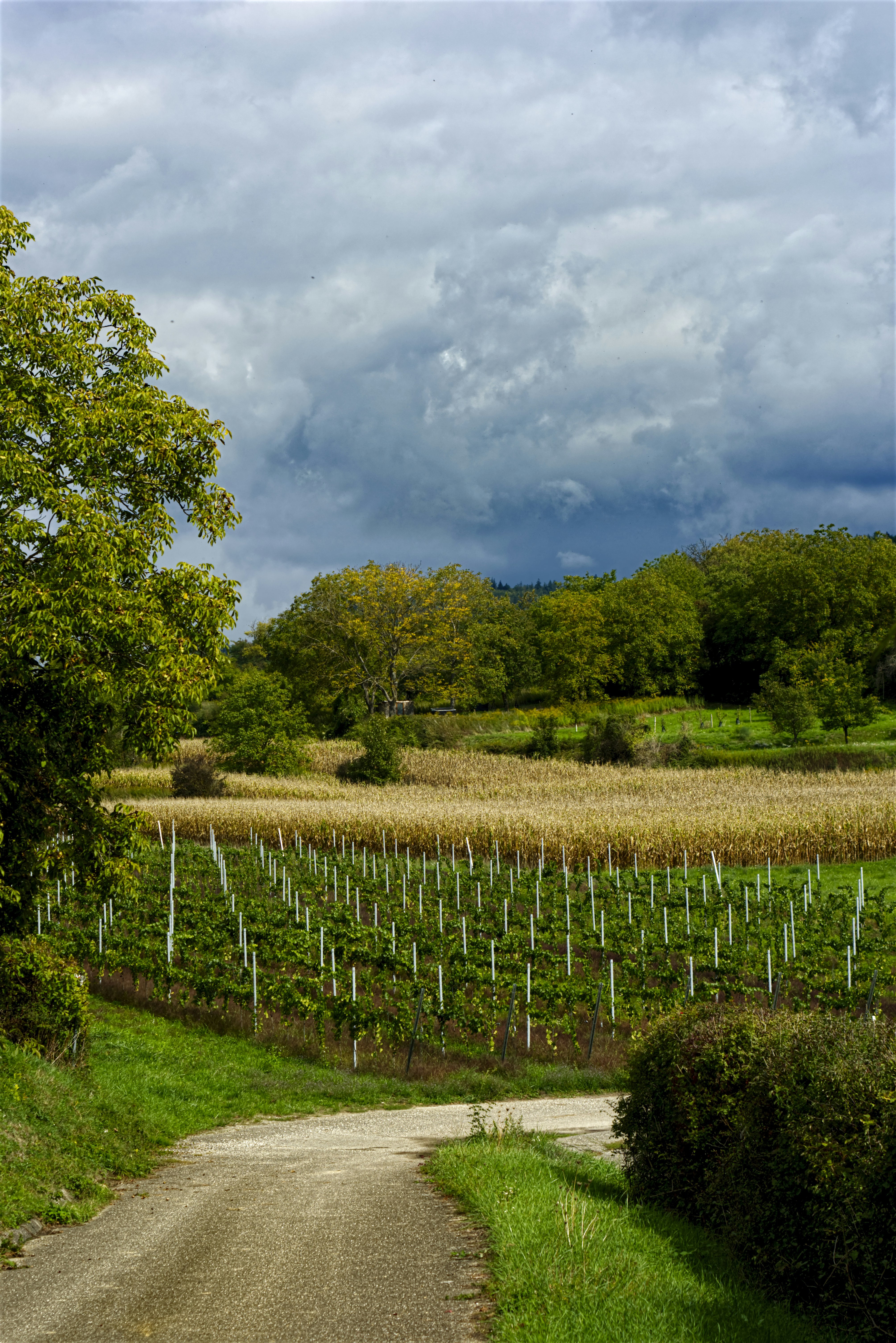 Winding gravel road leads through lush vineyards under a dramatic sky, framed by trees and distant hills.