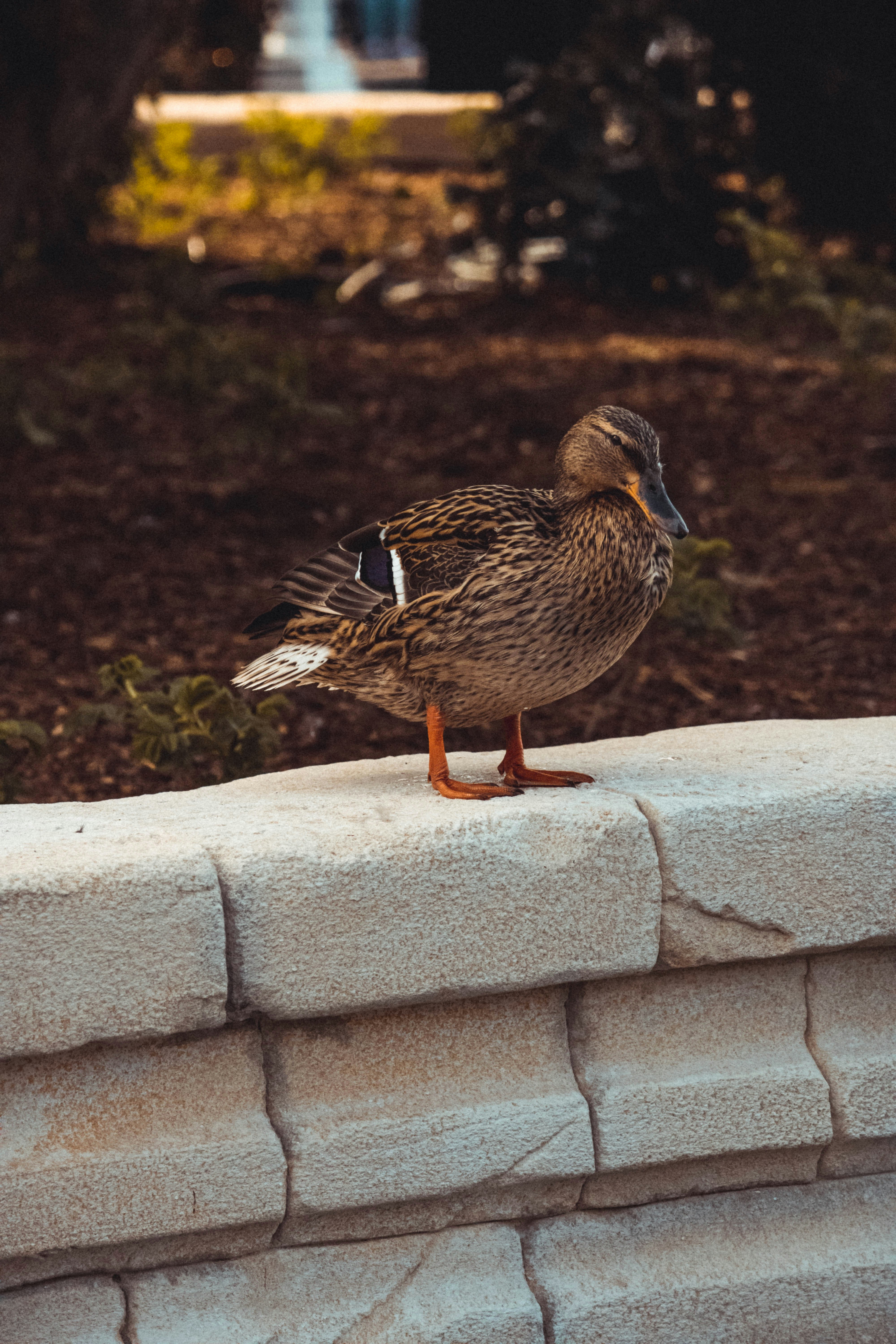 Duck on a Stone Parade: A Quiet Moment by the Wall