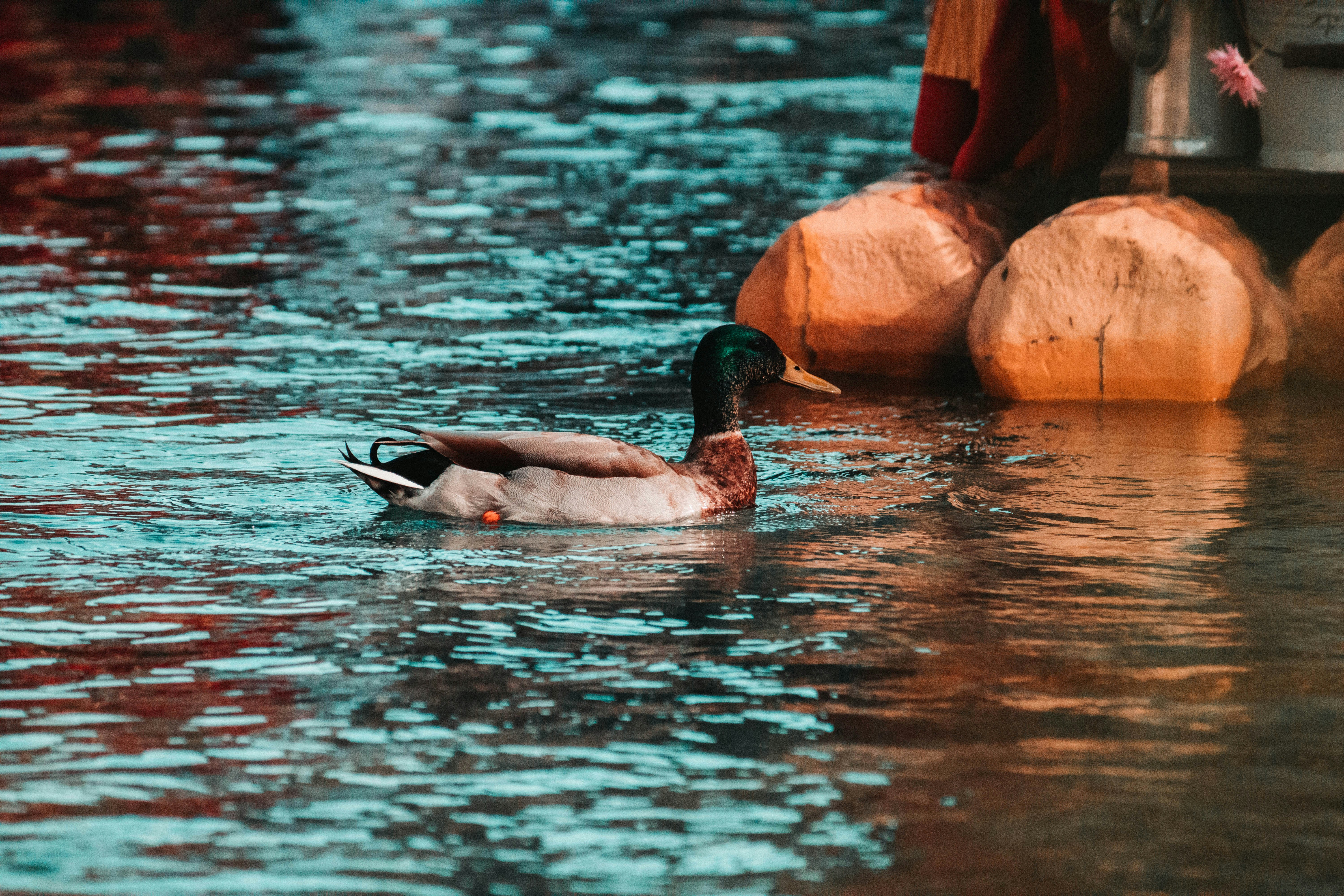 Floating Moment: The Mallard Leads the Ripple