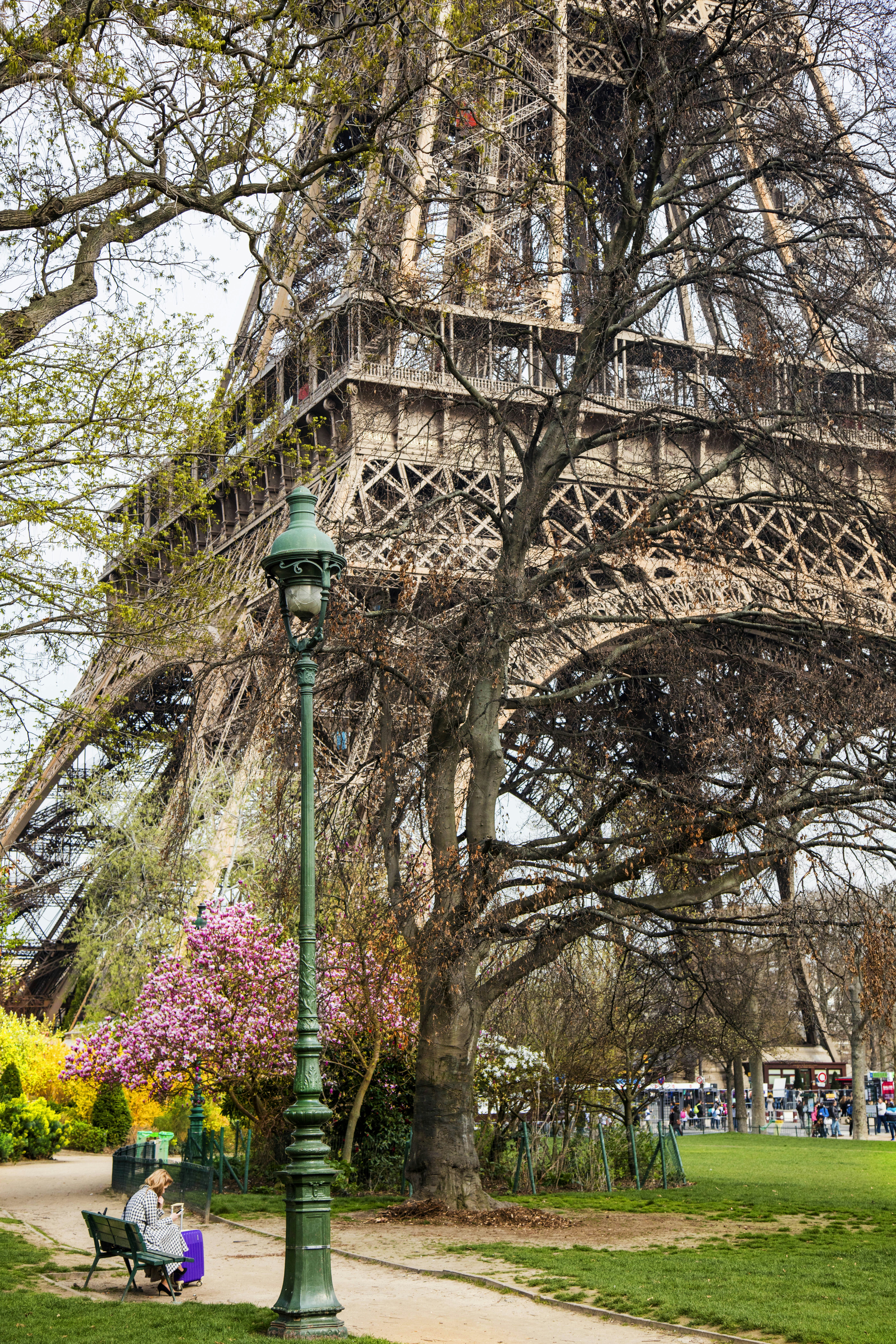 Iron Lace Through a Paris Park: Eiffel Tower Framed by Spring Trees