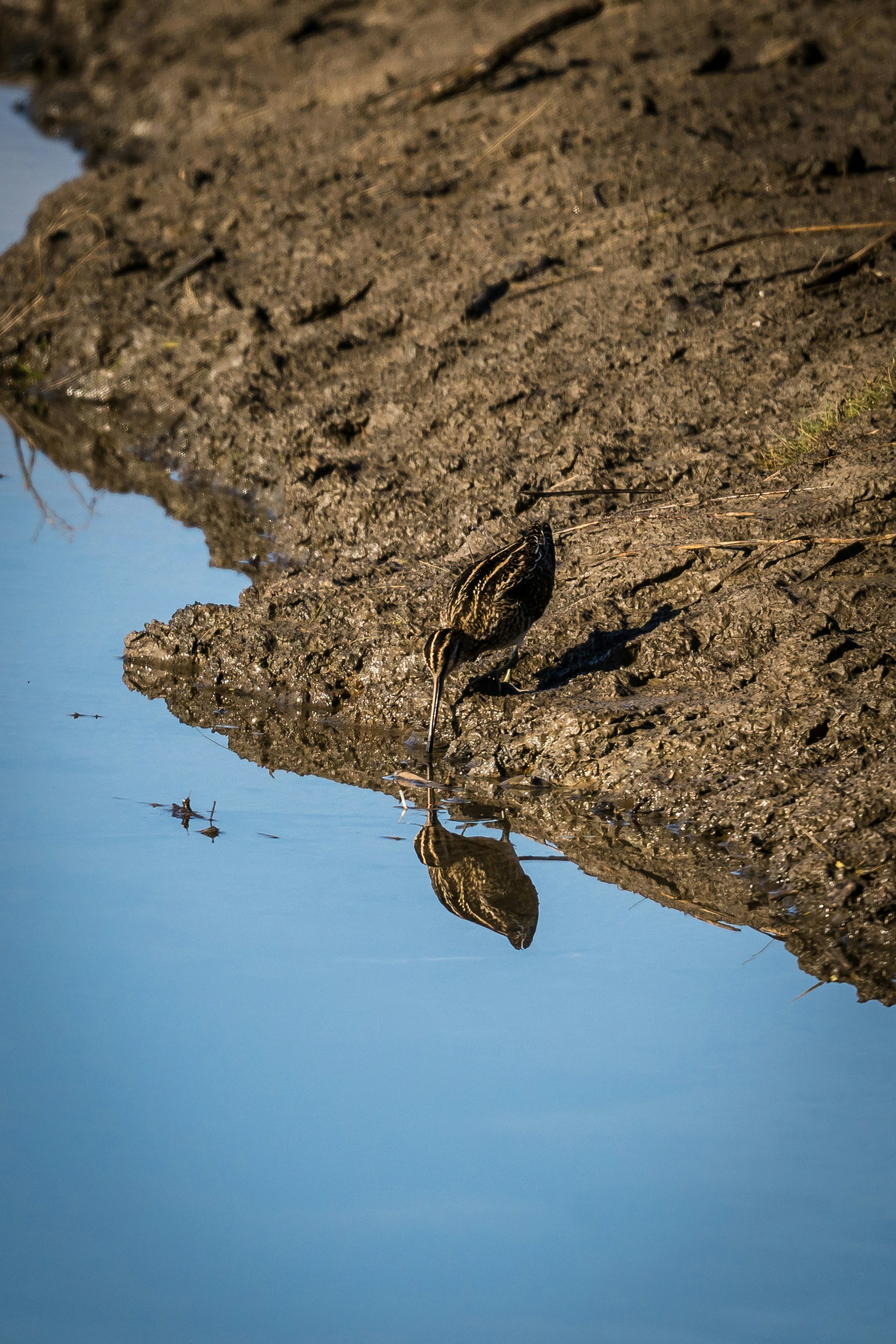 Edgewalker at the Waterline: A Shorebird and Its Mirror