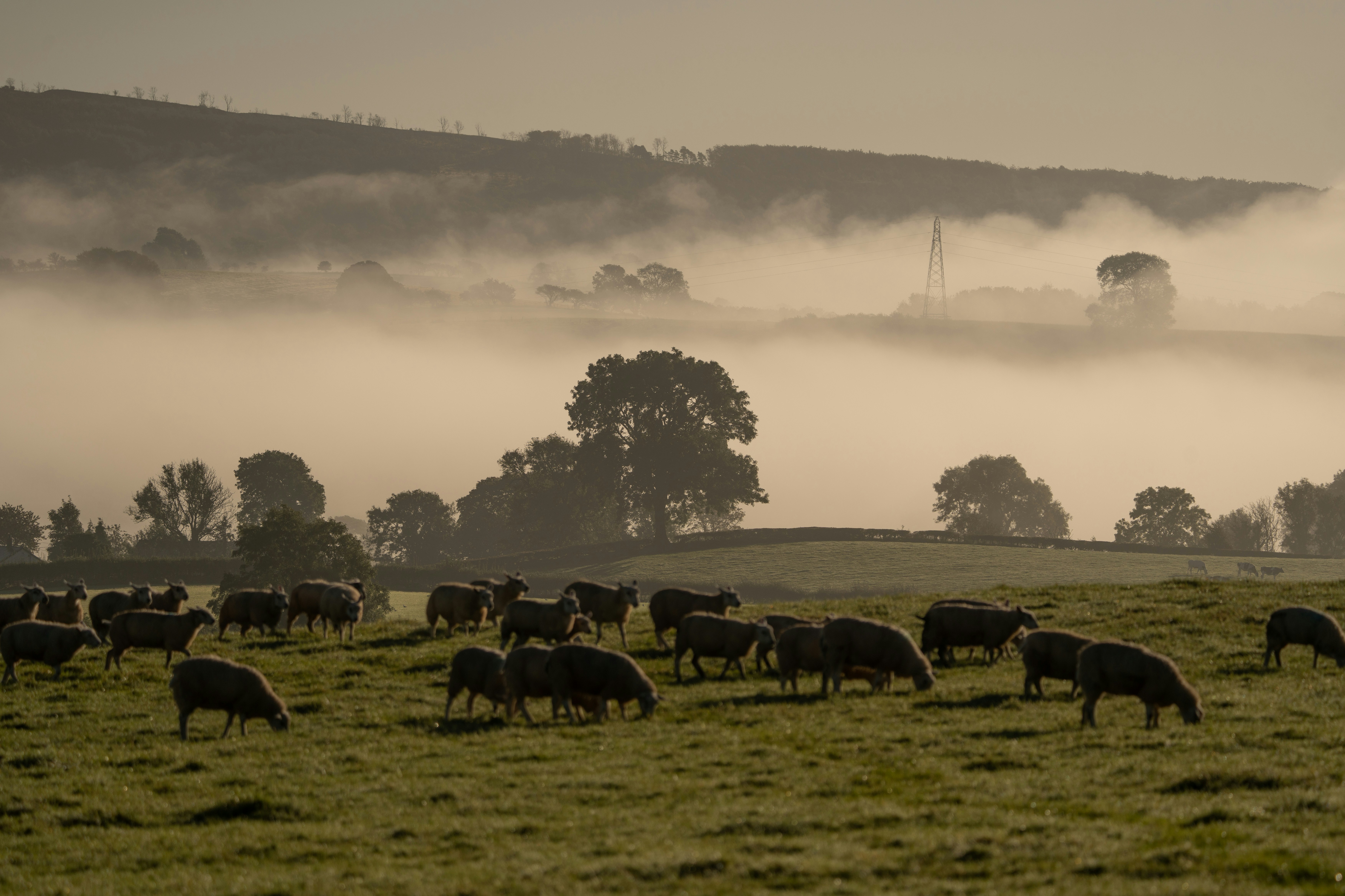 Herd Beneath Dawn's Golden Veil over a Fog-Soft Pasture