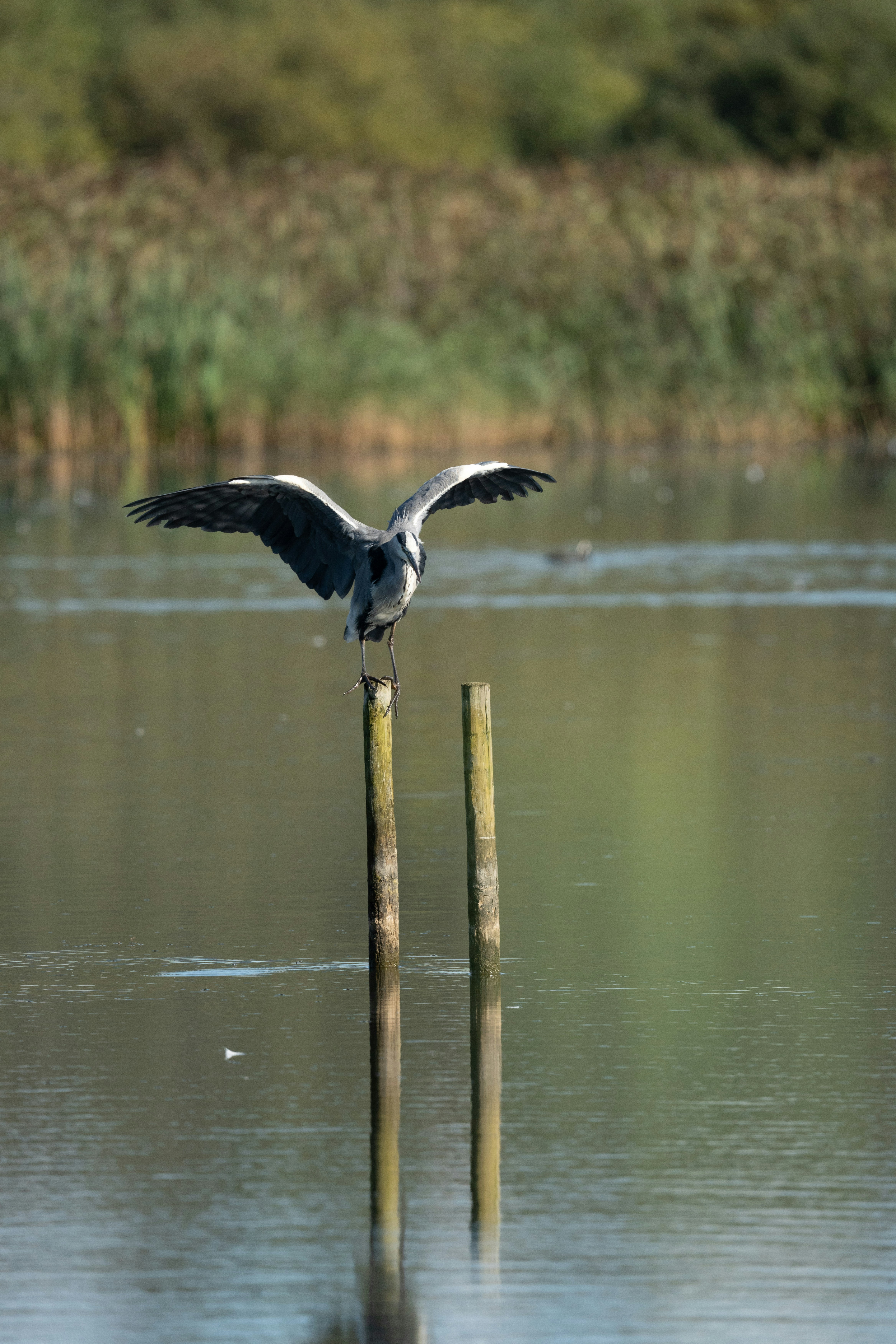 Foto Un pájaro en un palo en el agua – Imagen RSPB Leighton Moss gratis ...