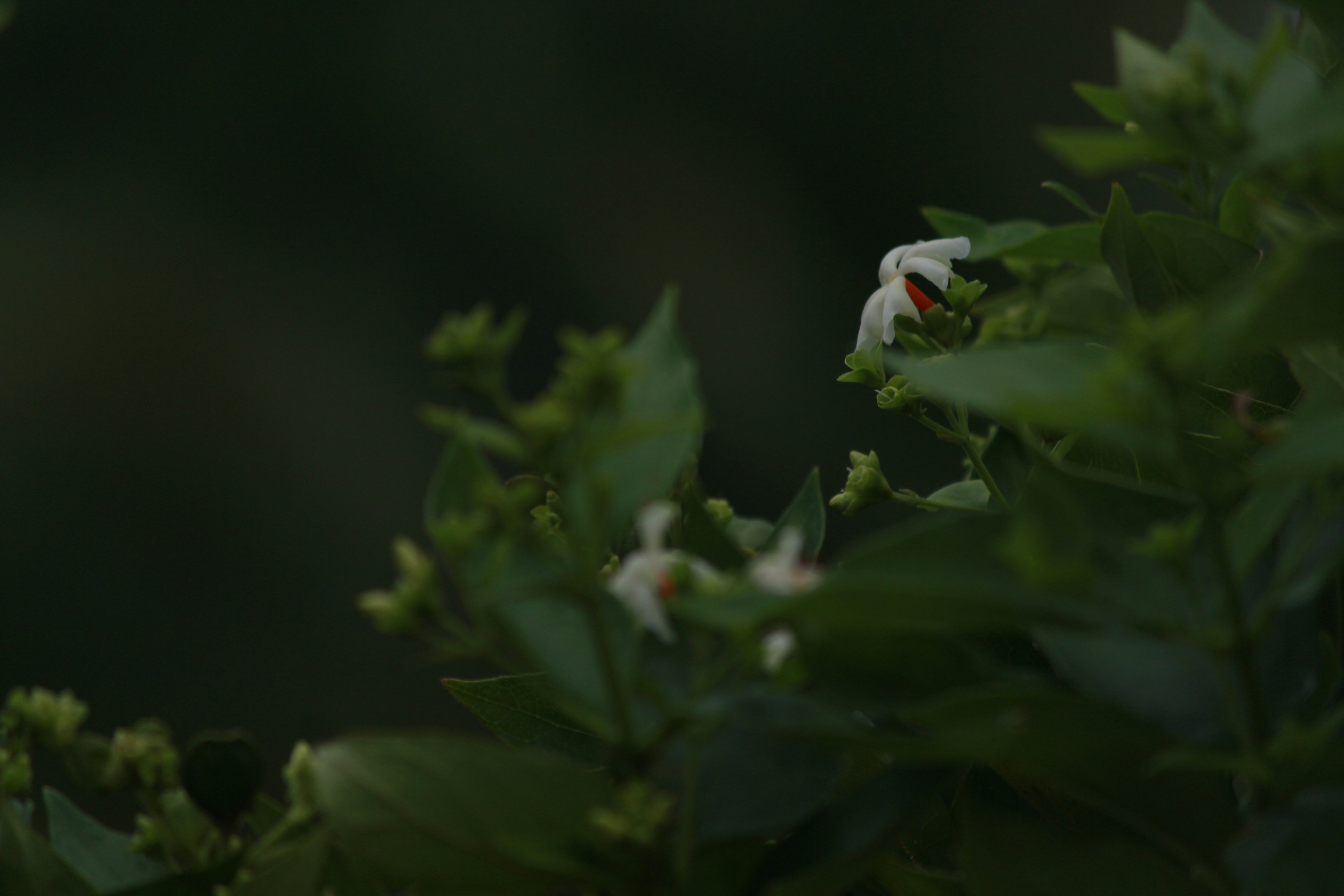 Whispers of Greenery at Dusk