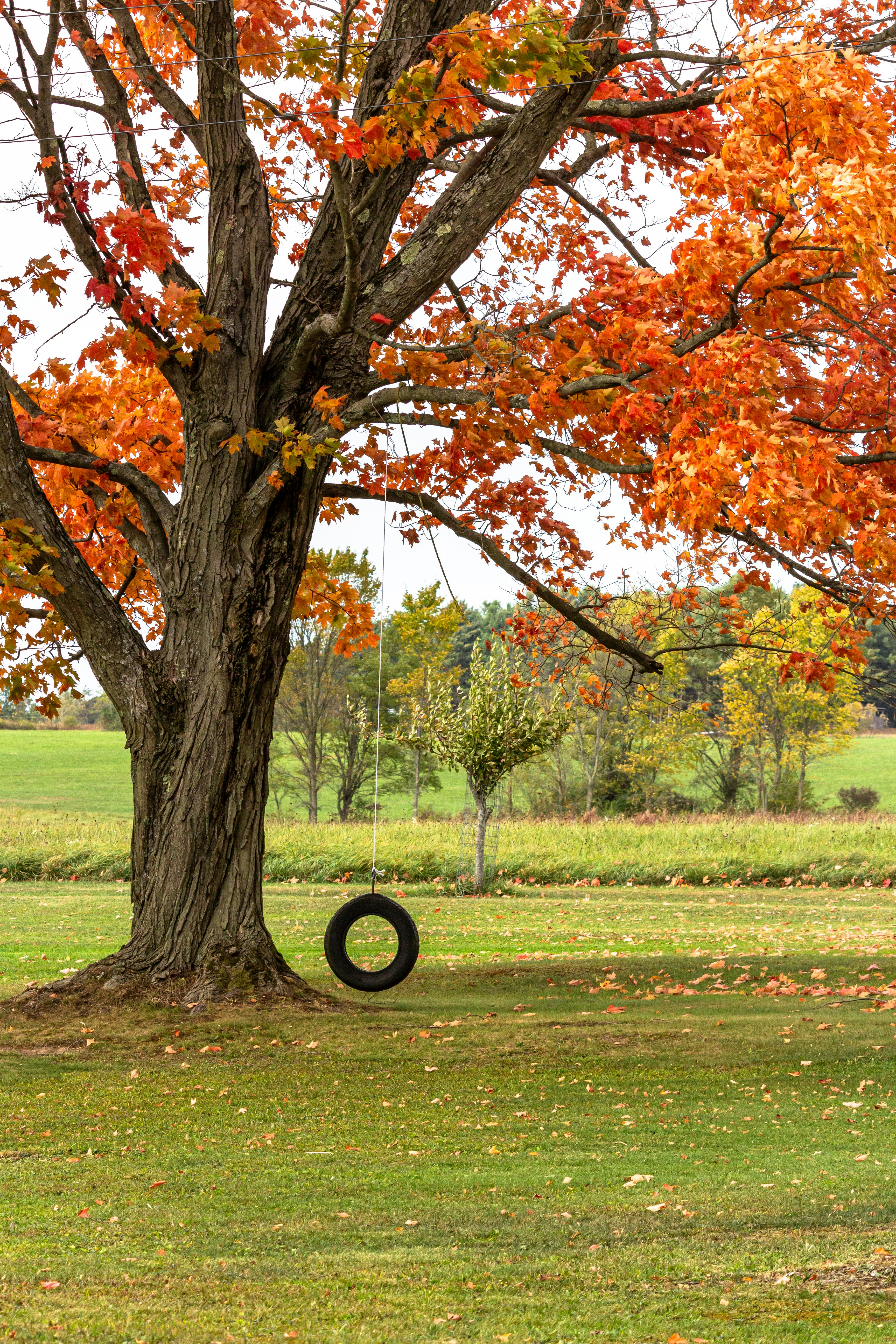 Autumn Orchard Swing: Tire in the Shade of a Leaf-Littered Tree