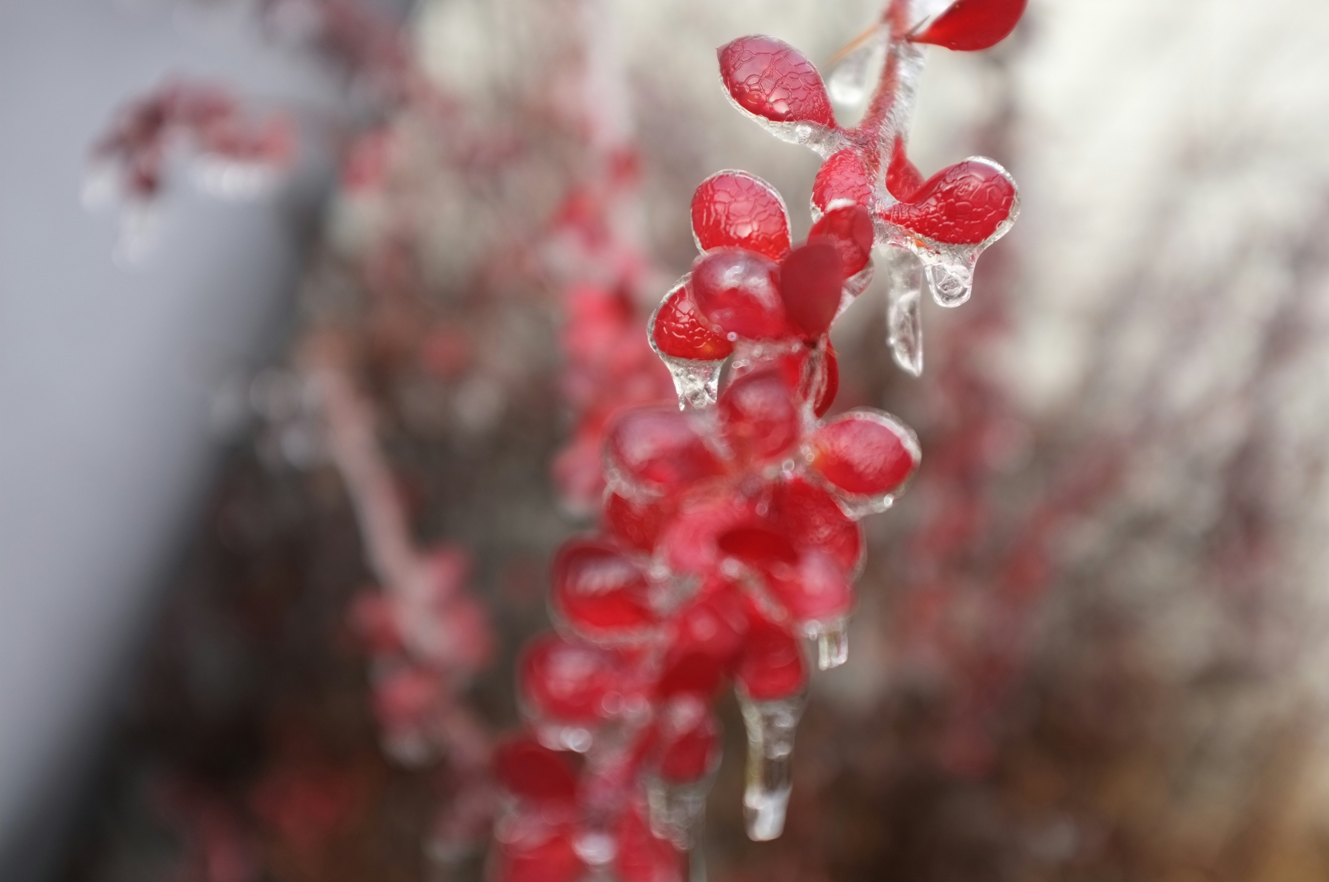 Crystalline Frost on Crimson Berries: A Winter Close-Up