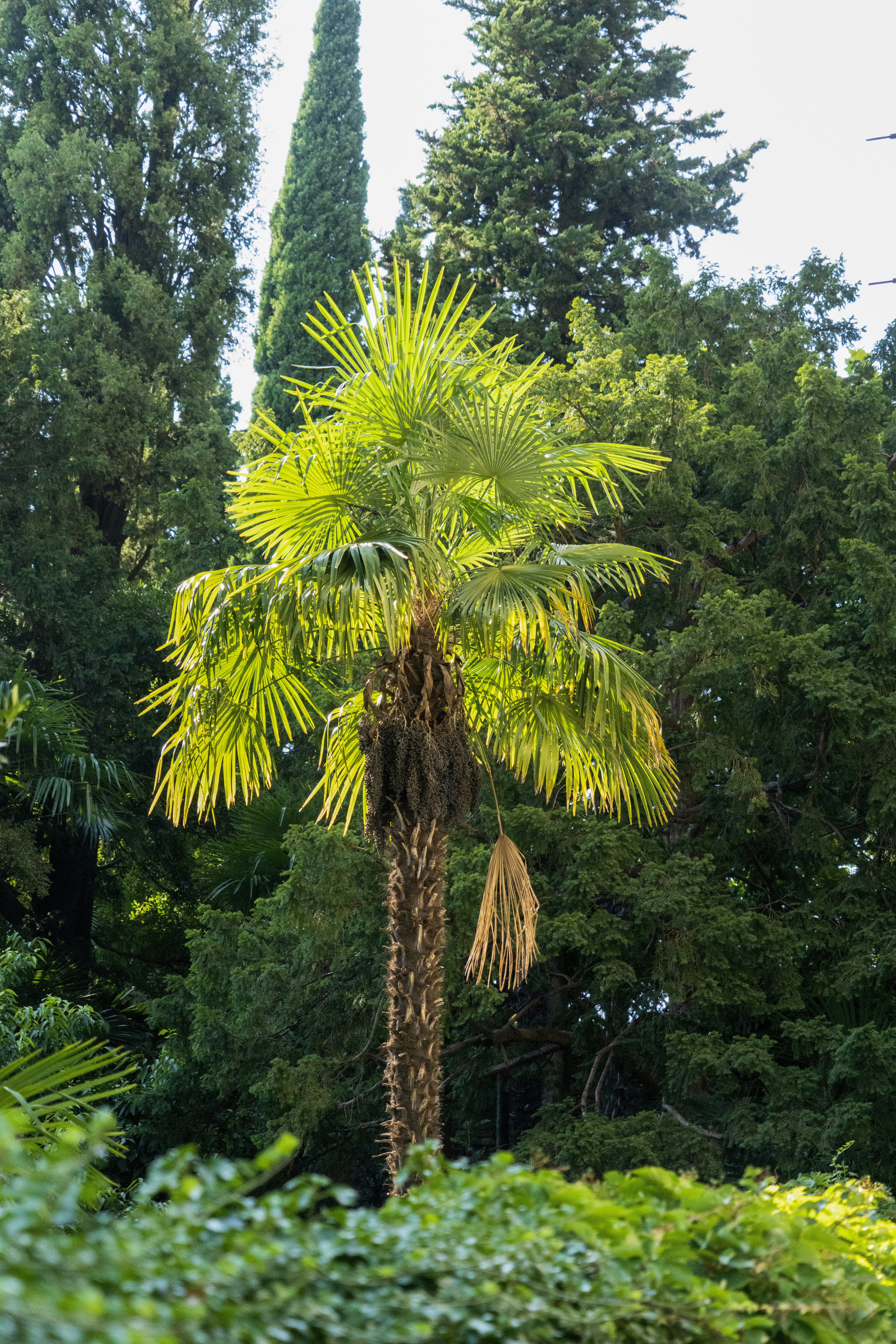 Bright palm fronds reach toward the sun against a dense backdrop of evergreen trees, with a low foreground hedge highlighting depth. This is a natural landscape photograph.
