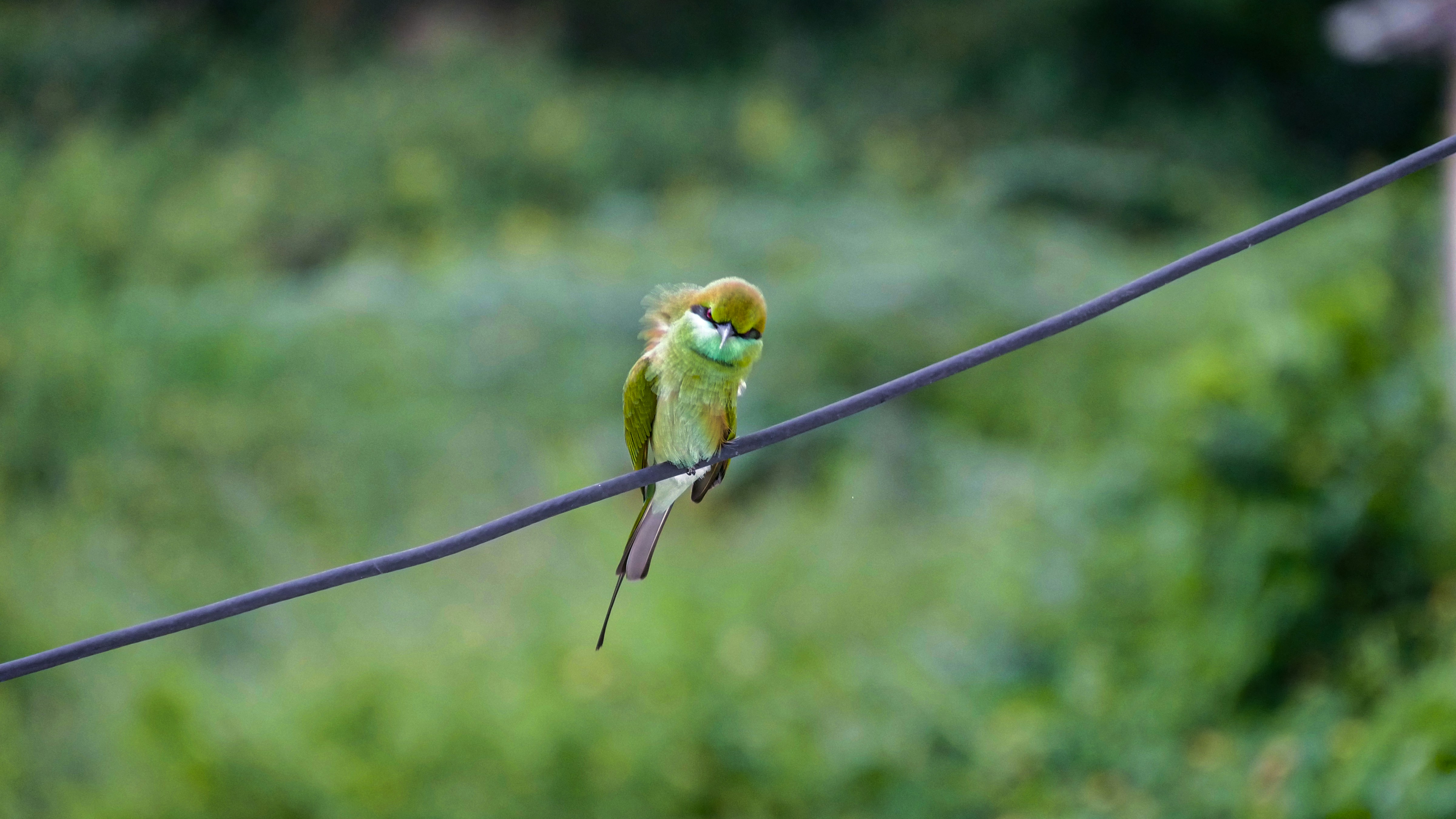 A Moment of Stillness: The Green Bee-Eater's Perch