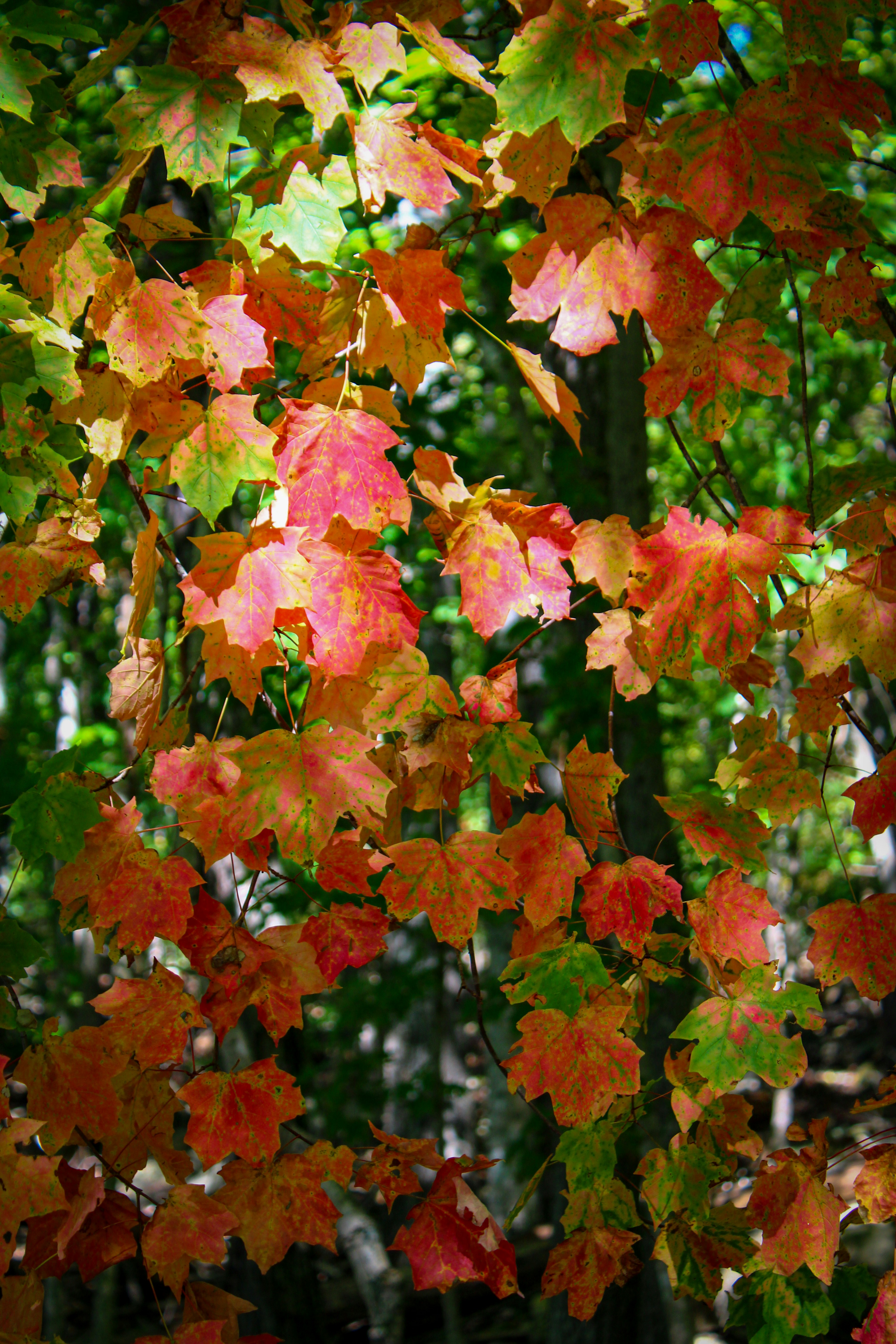 Autumn Veil: a cascade of maple tones in dappled light