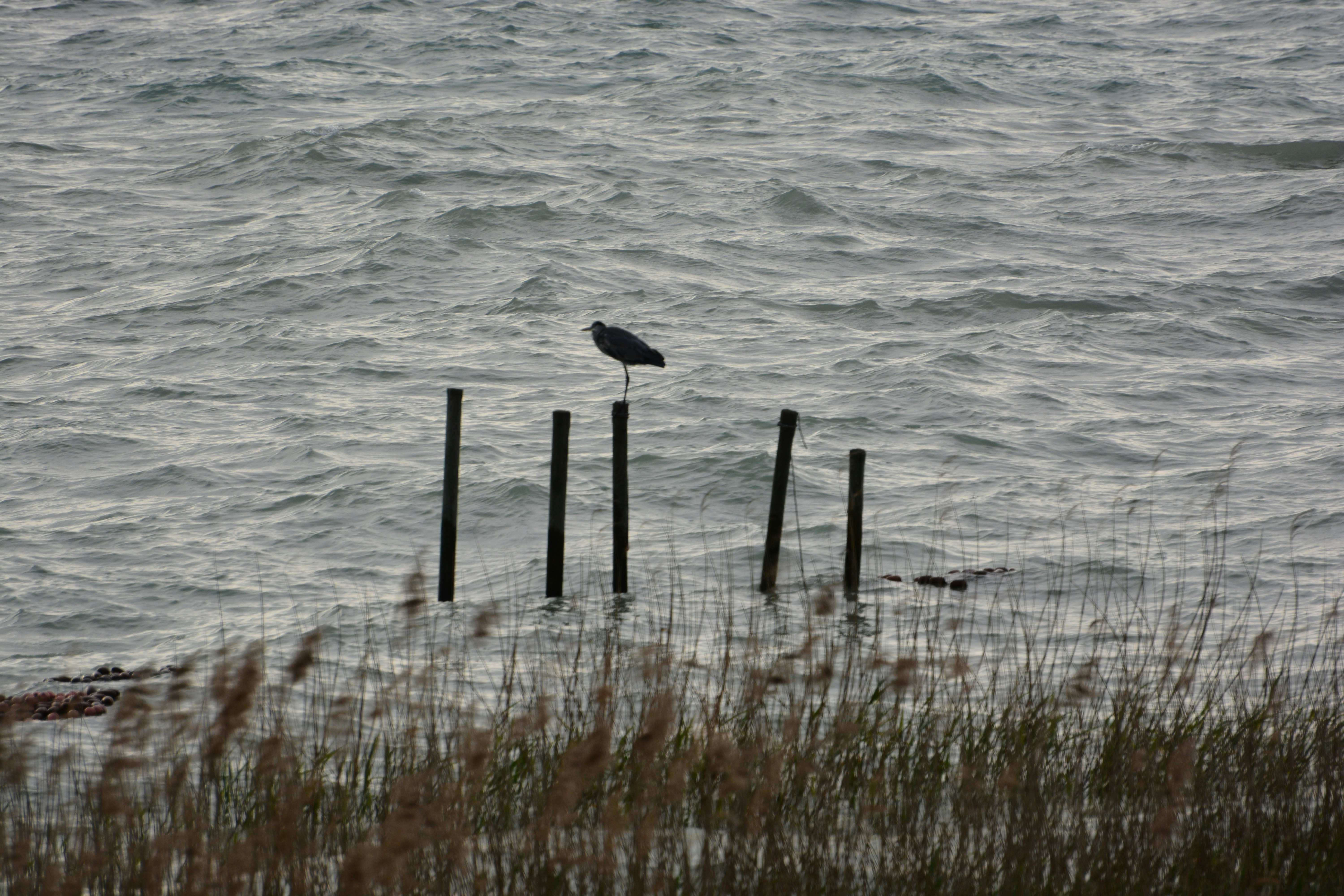 Lone Wading Bird Perched on Weathered Piles at the Shore