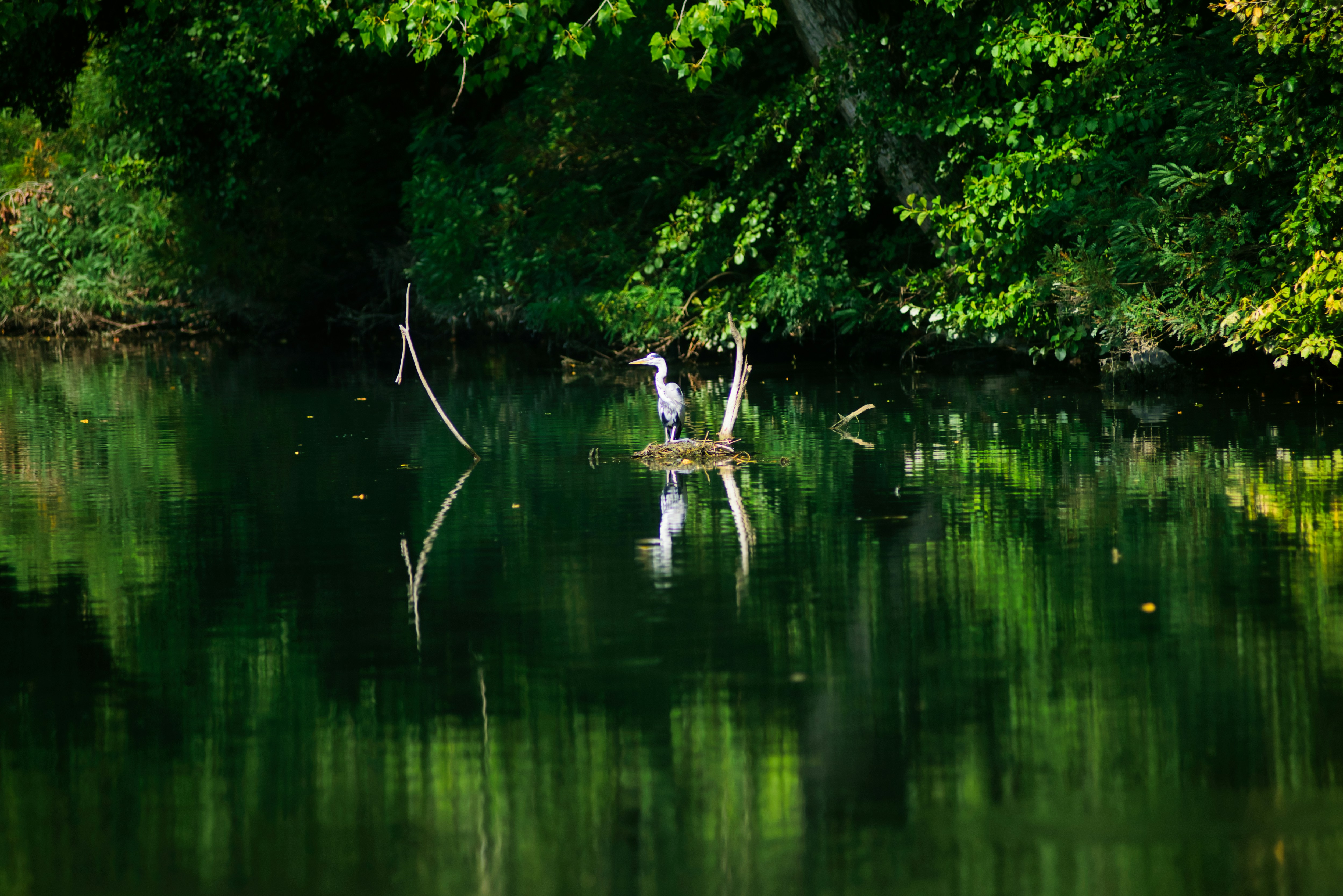 A bird standing on a rock in a body of water photo – Free Turin Image ...