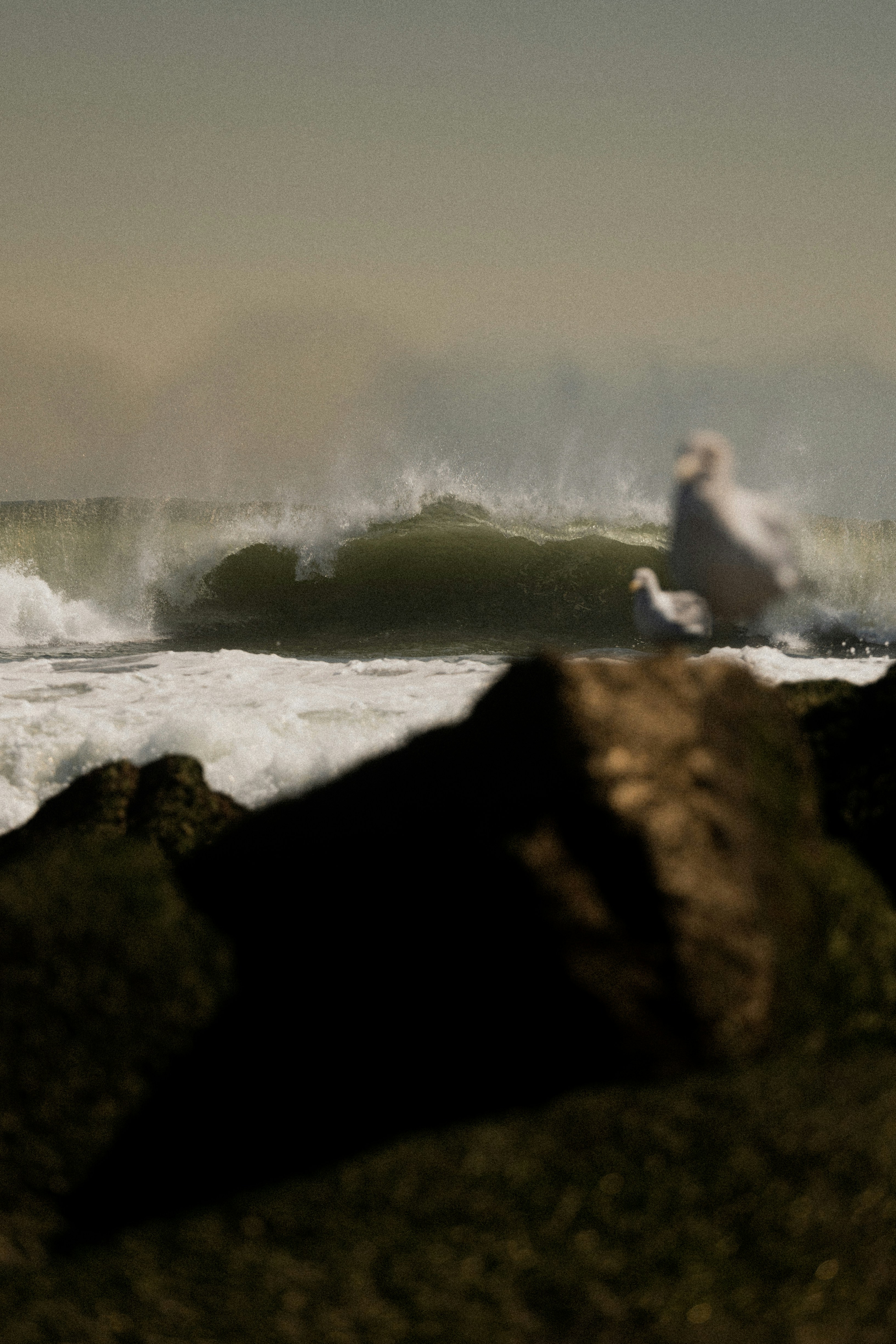 Dusk Breaker: Curling Wave Behind Seabirds on Jagged Rocks