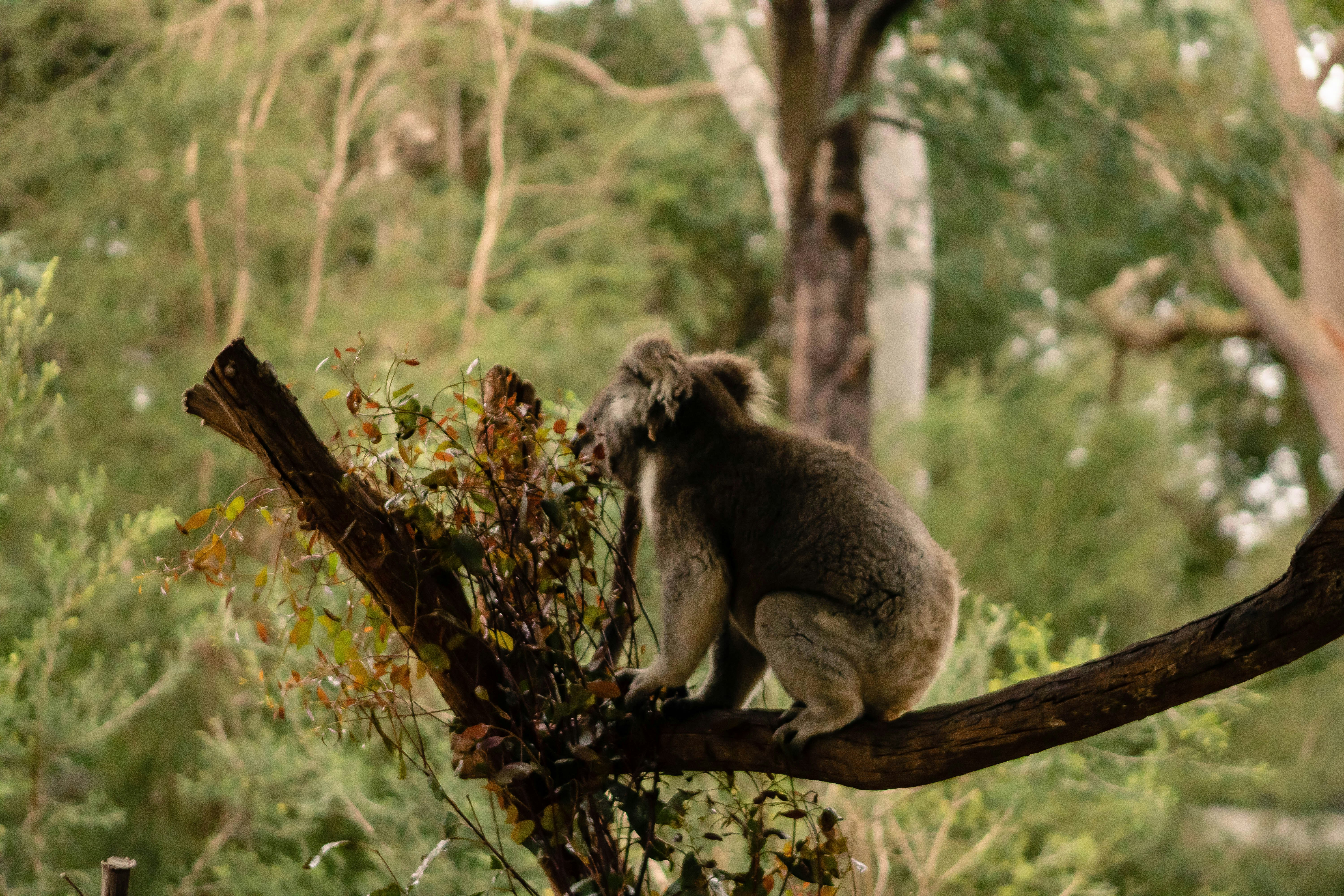 Macaque on a Weathered Branch in a Sun-Dappled Forest