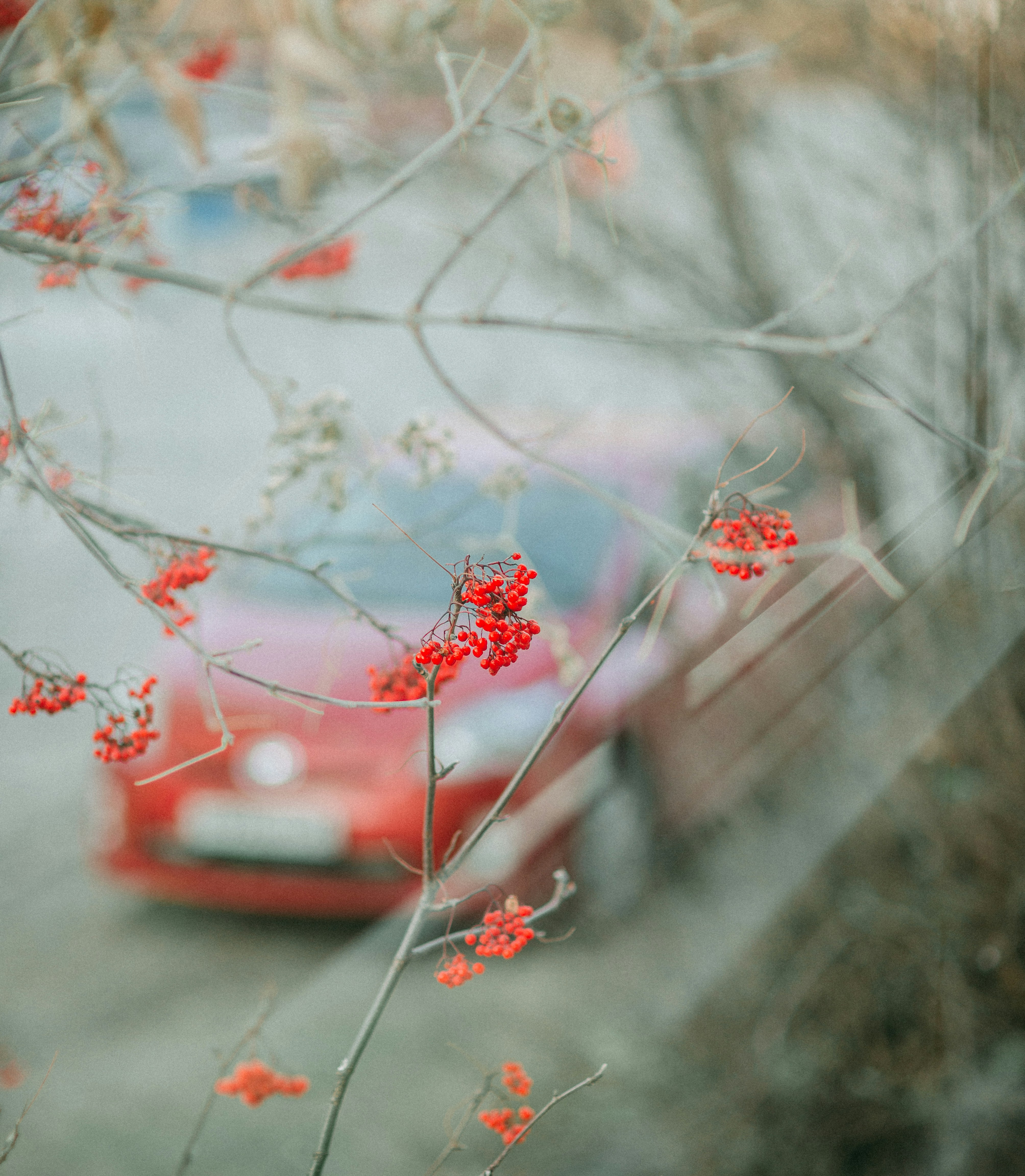 a tree with red leaves