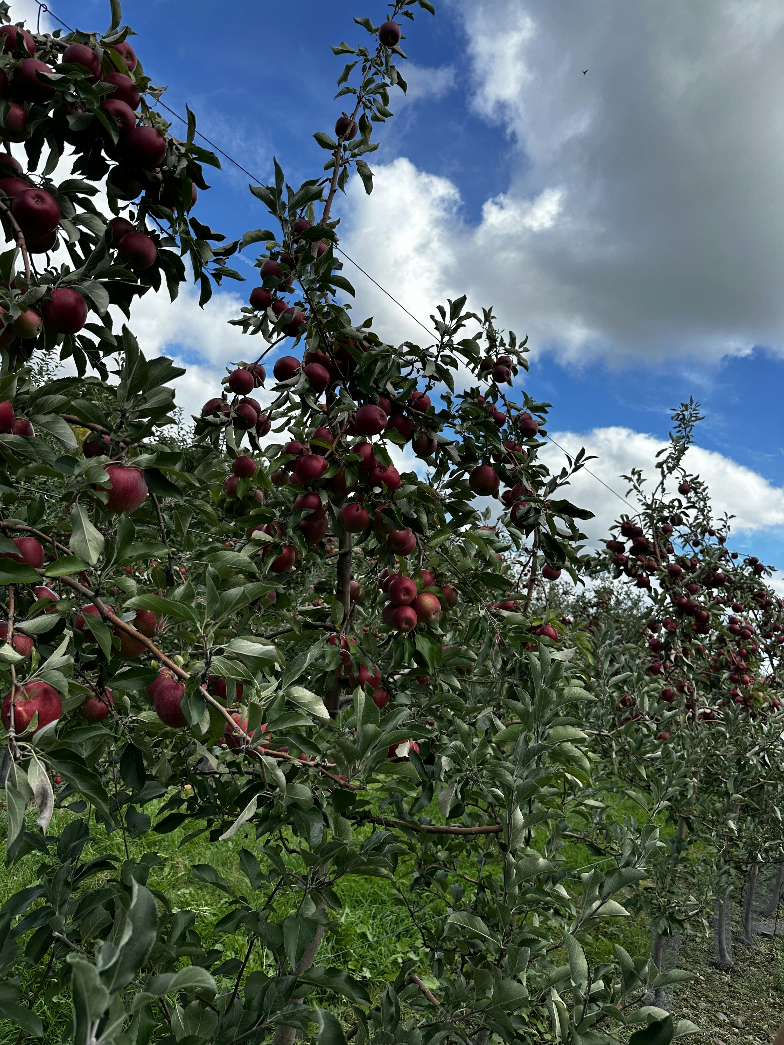 A tree with red berries photo – Free Plant Image on Unsplash