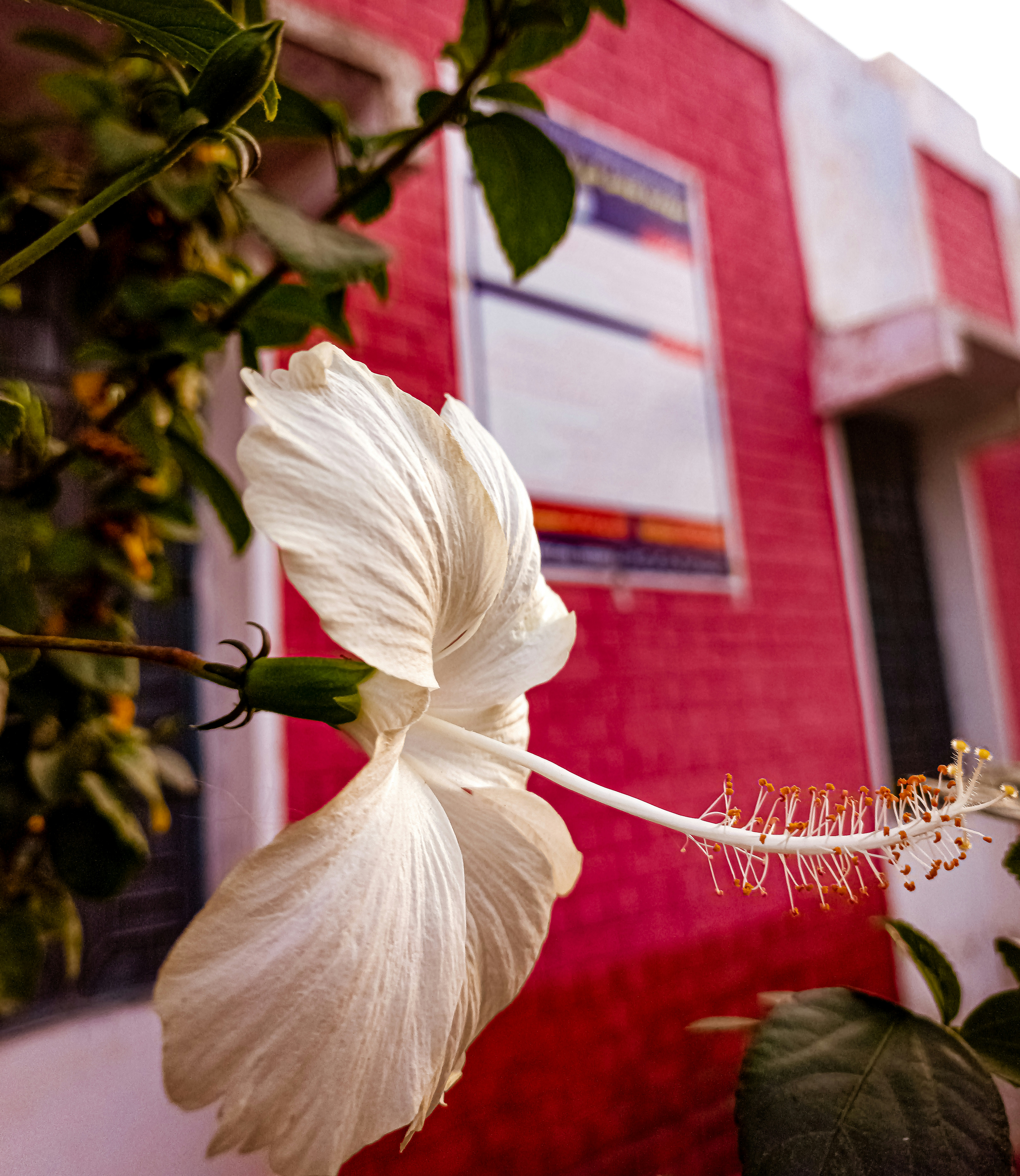 Urban Bloom: White Hibiscus in Front of a Brick Facade