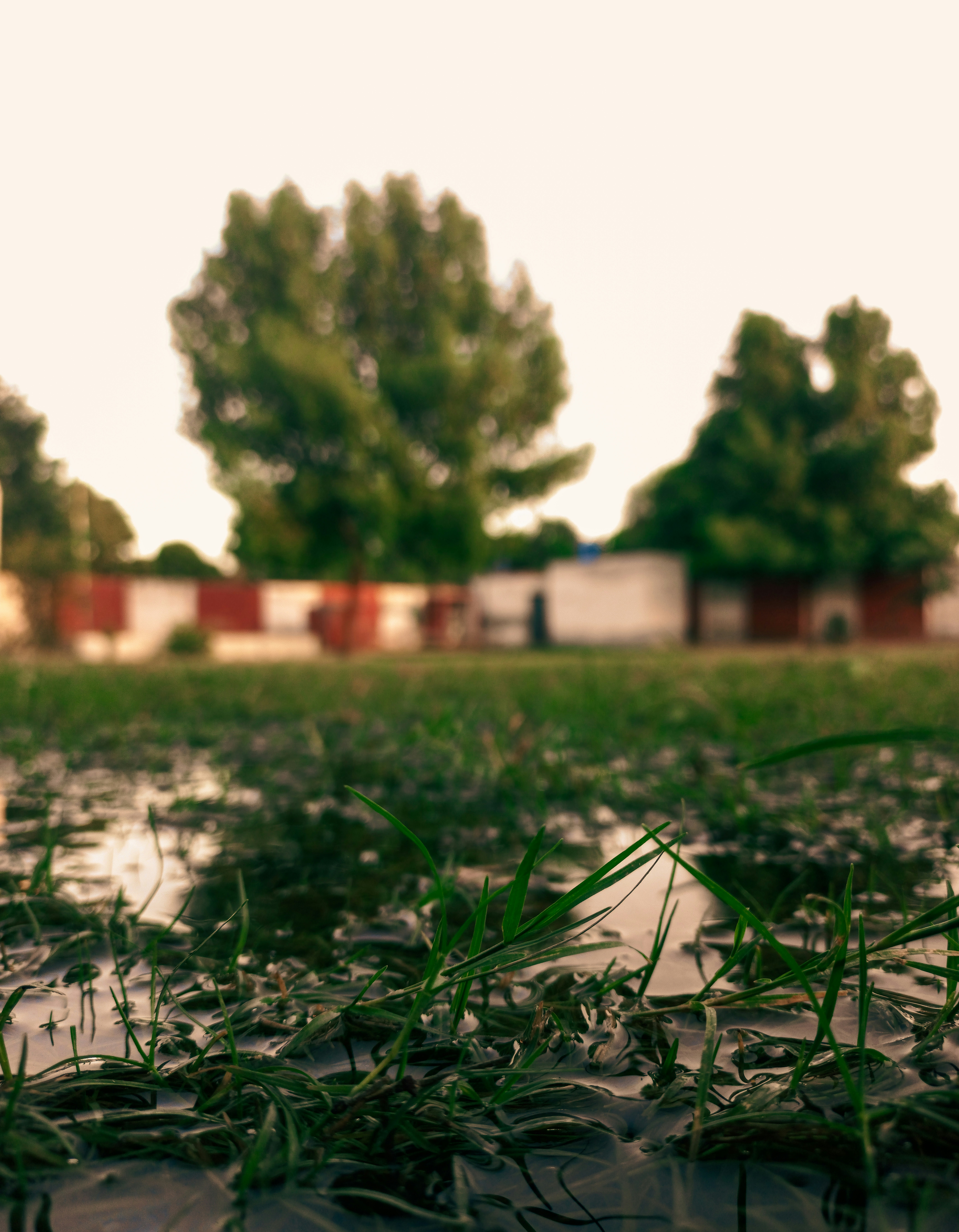 Low-lying Wetland Graze: Grass and Water Meet at Dusk