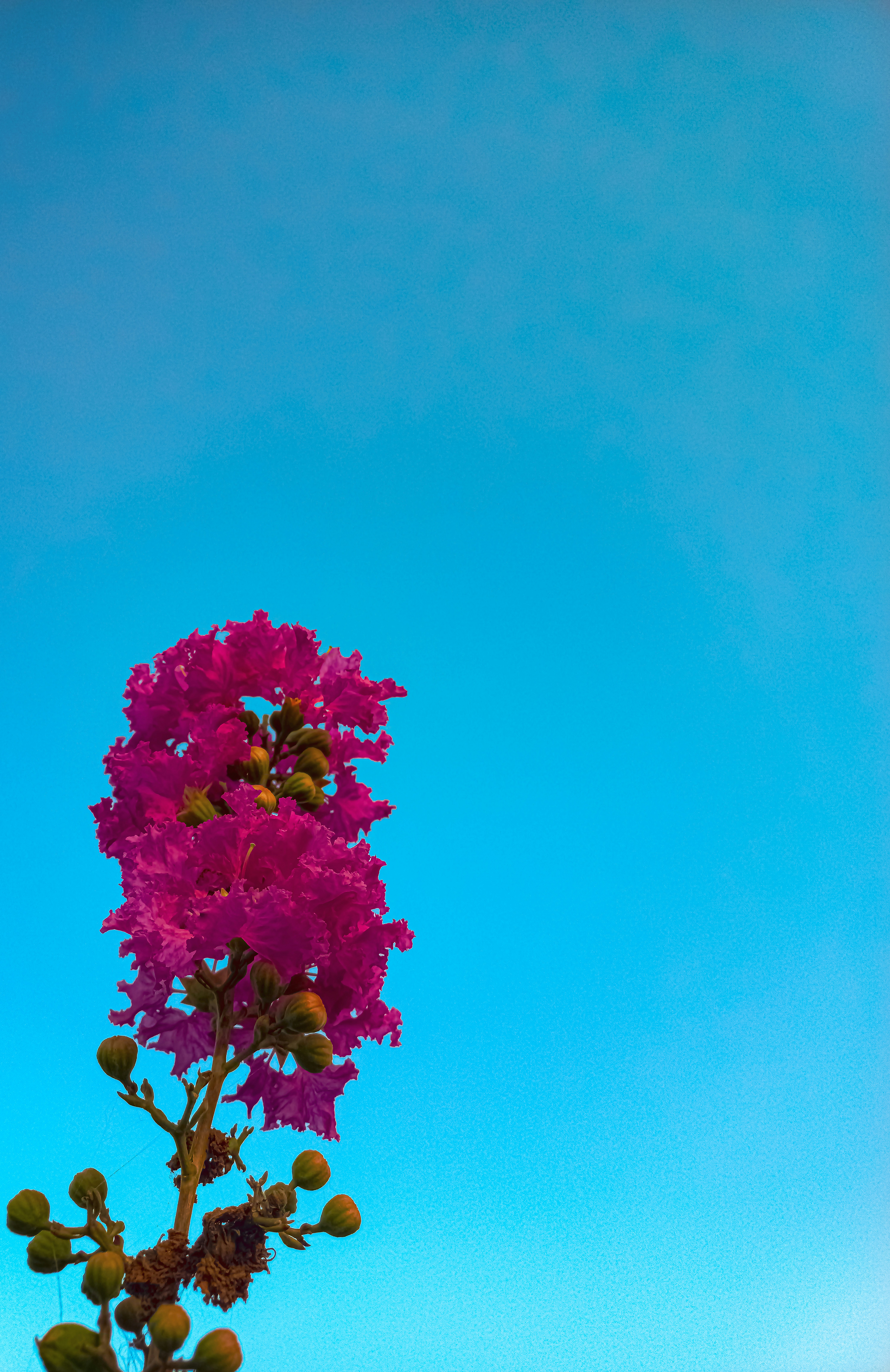 Magenta Crepe Myrtle Reaches Toward a Sky-Blue Canvas