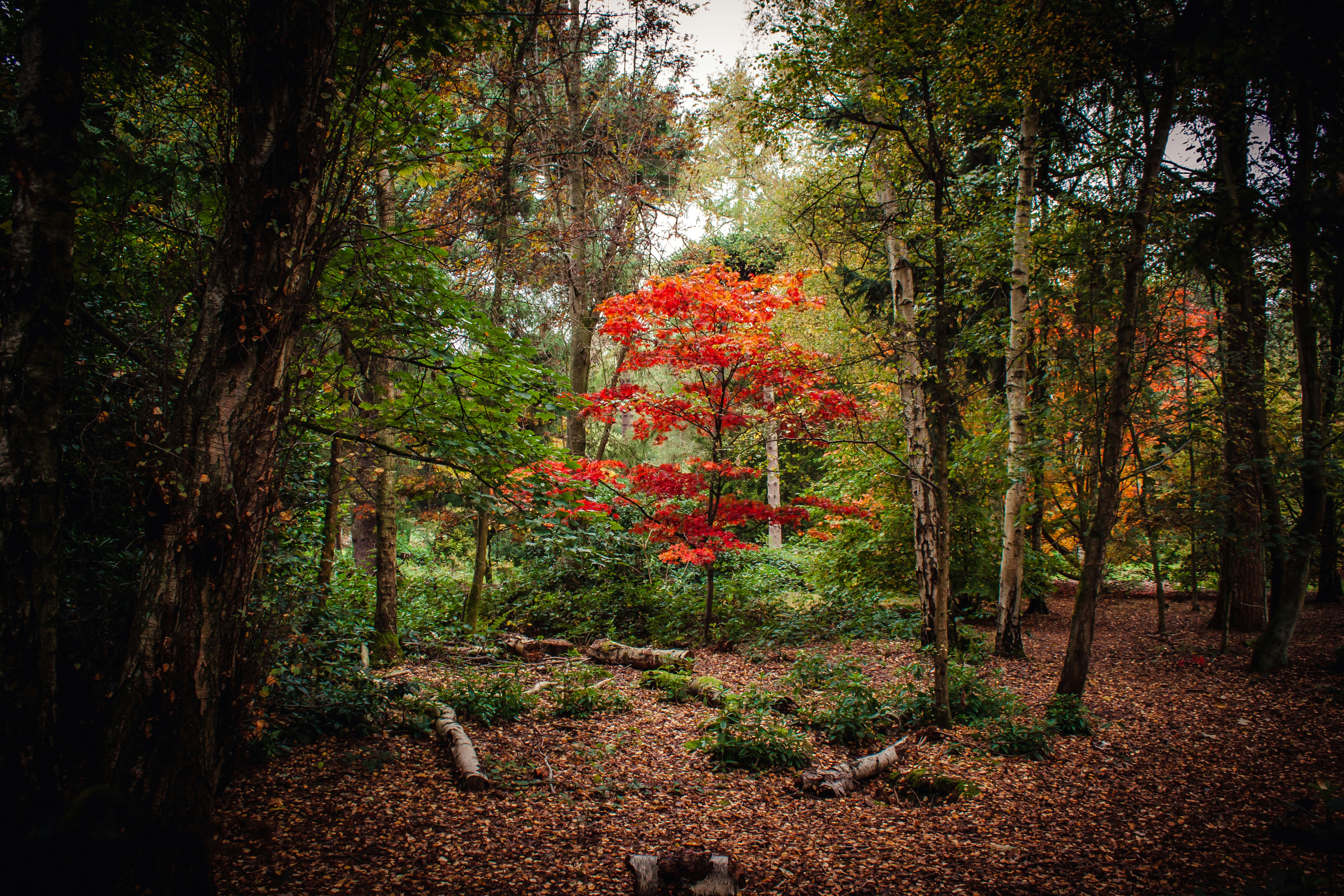 Crimson Sentinel in a Quiet Autumn Forest