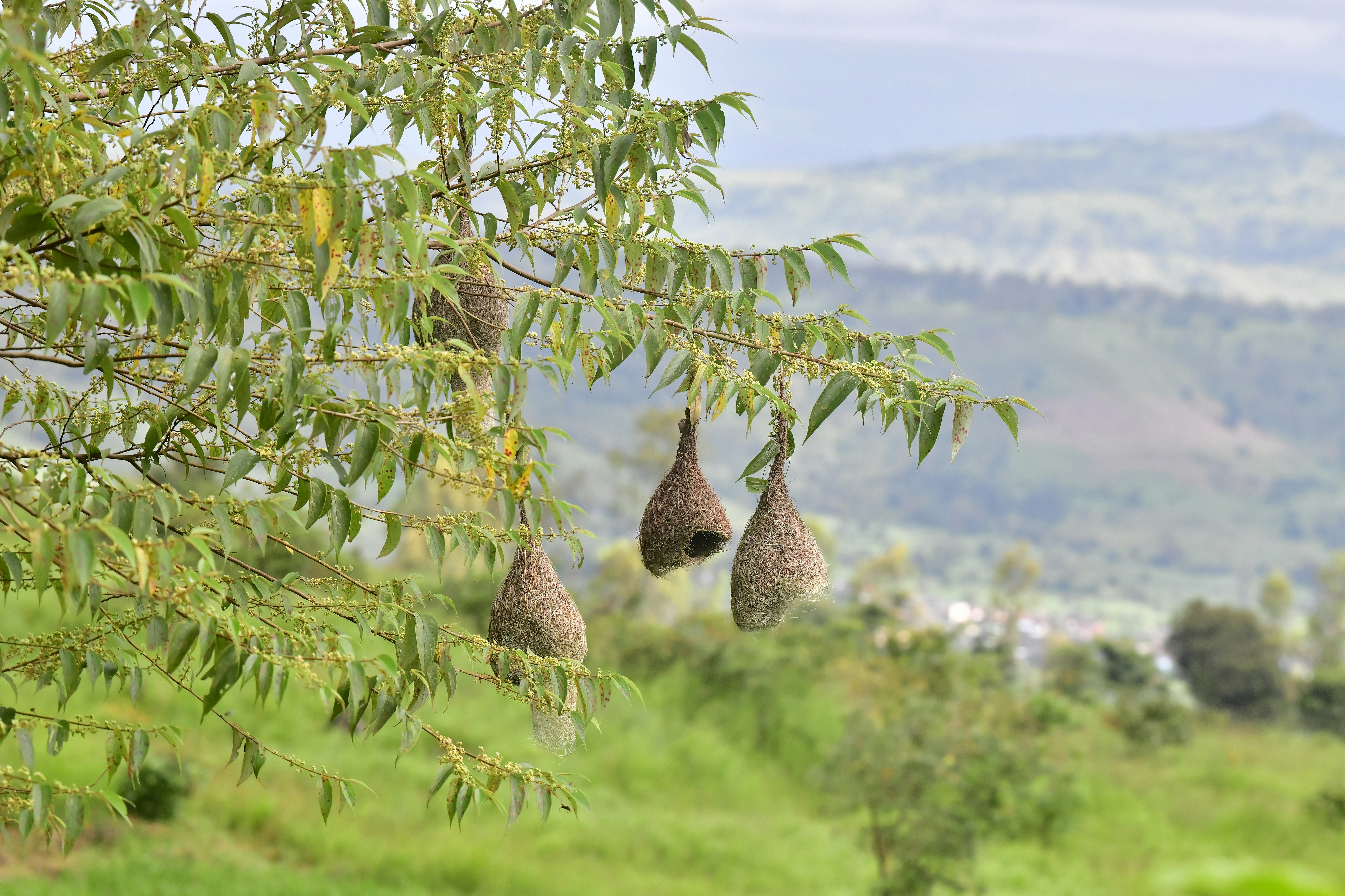 Baya Weaver (Ploceus philippinus) is a weaver bird found across the Indian Subcontinent.A widespread weaver known for its nest a long hanging nest with a bulbous chamber and and a narrow tubular entry