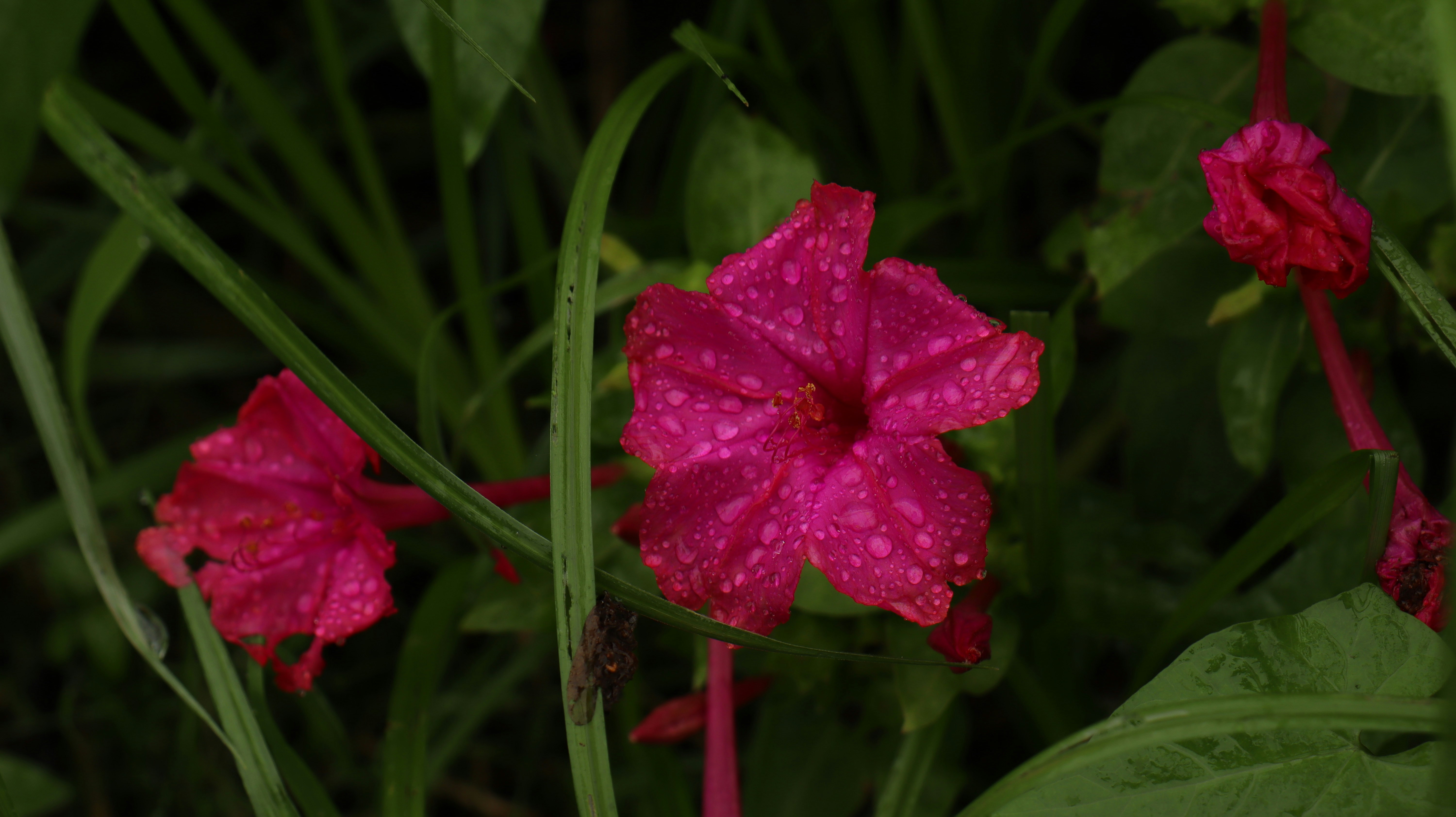 Dew-Dotted Pink Petunia in a Sea of Green