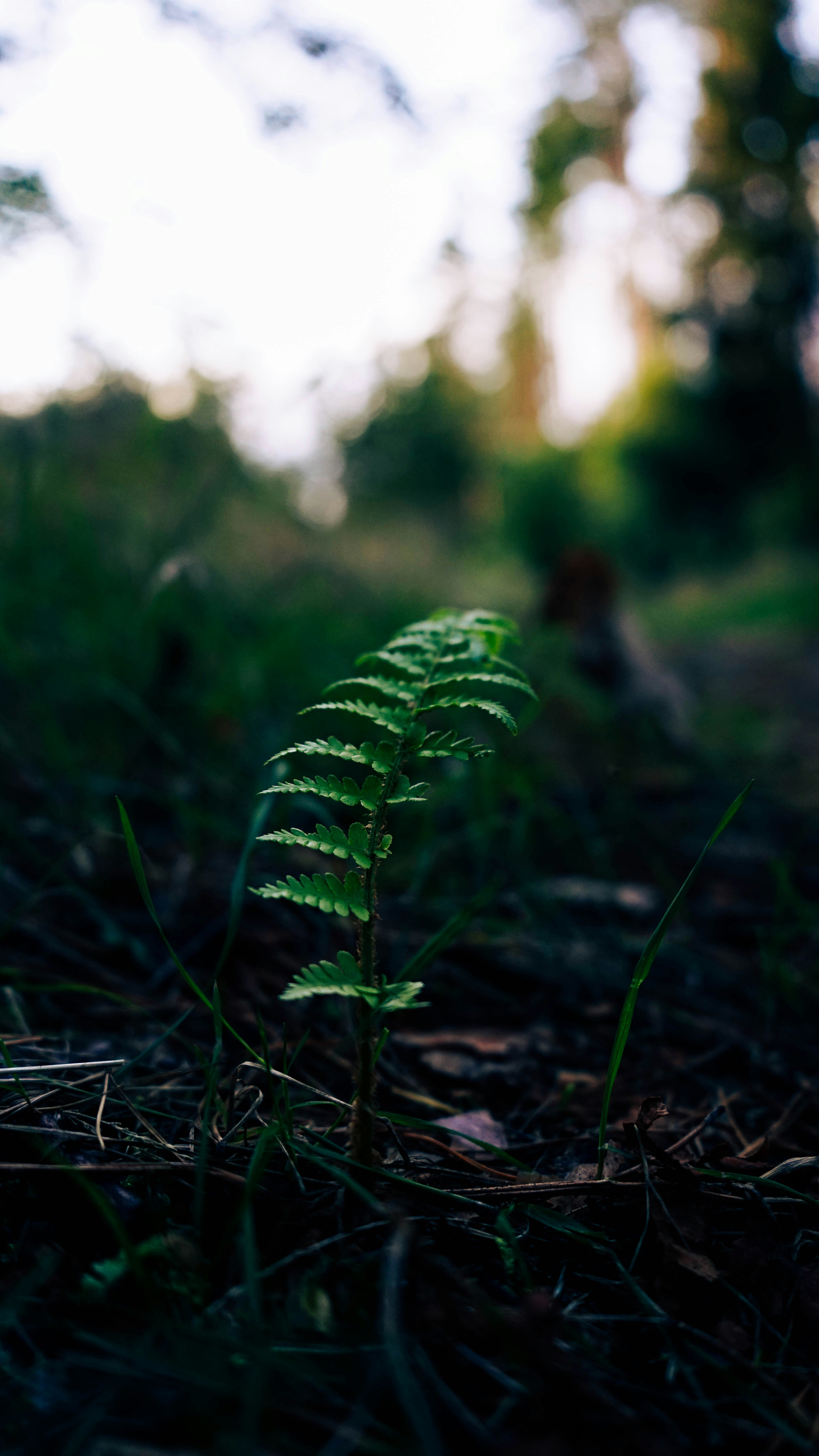 Fern in Focus: a Lone Sprout Beneath Dappled Forest Light