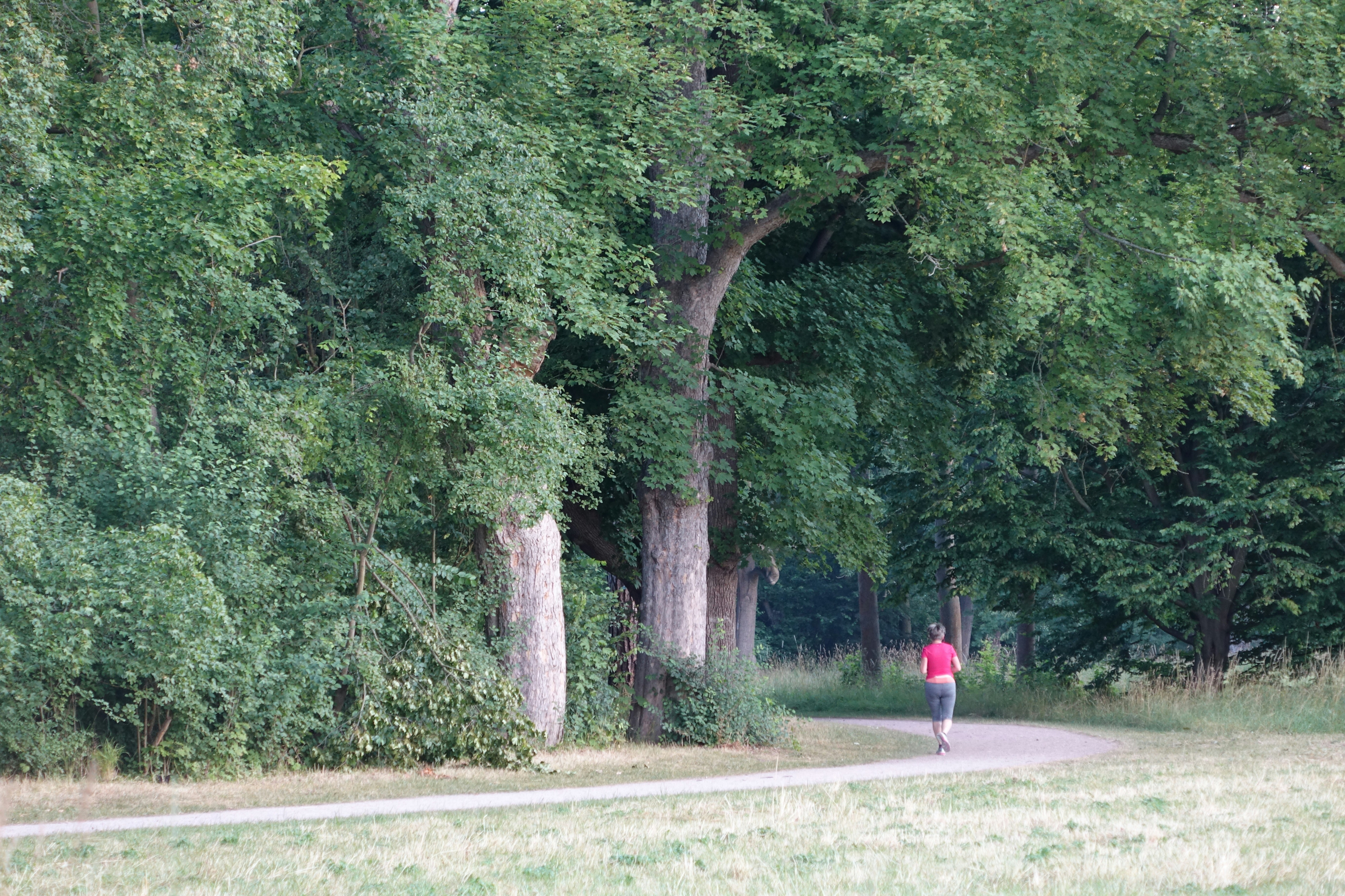 A person walking on a path in a park photo – Free Germany Image on Unsplash