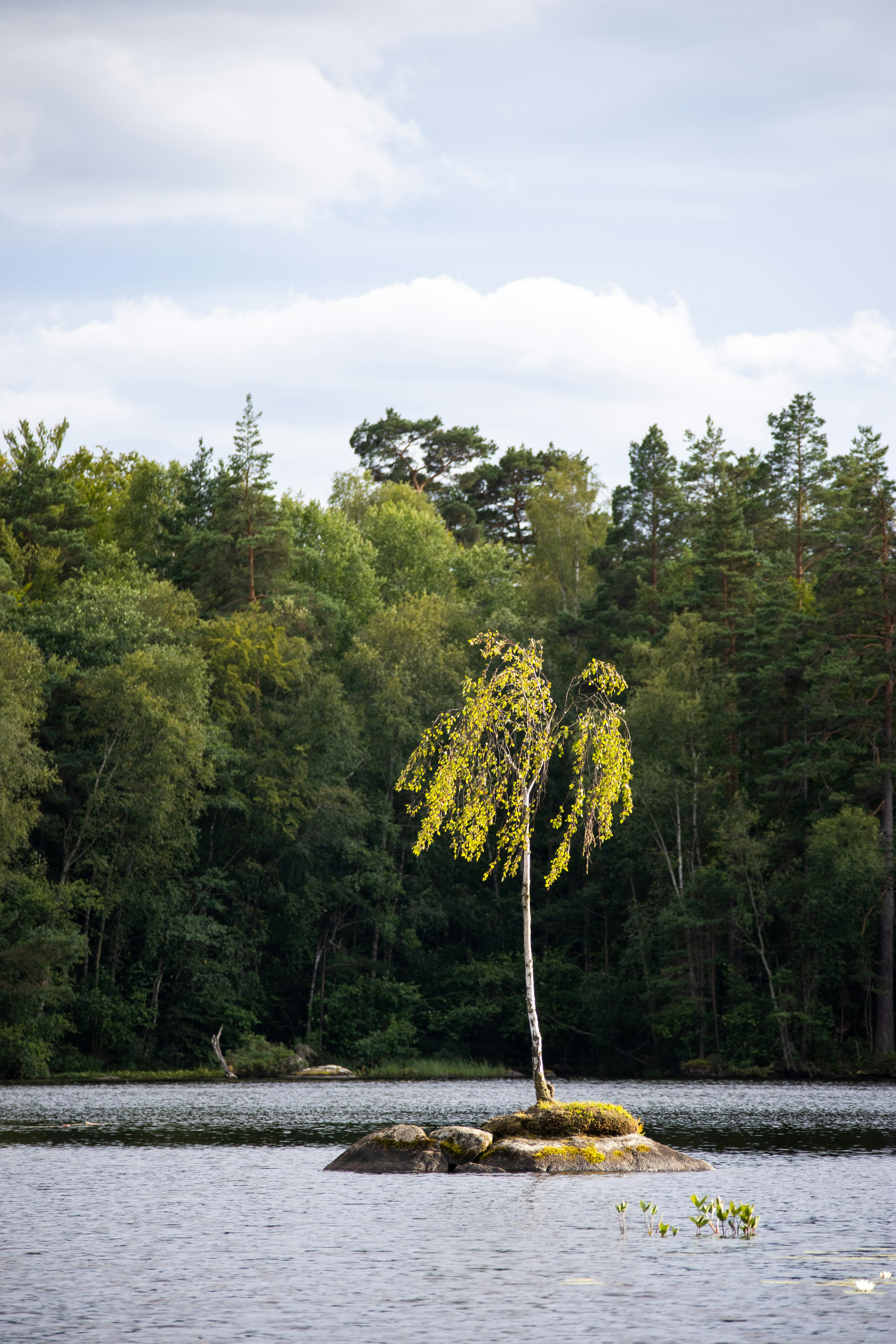 Whispering Willow on a Lone Islet